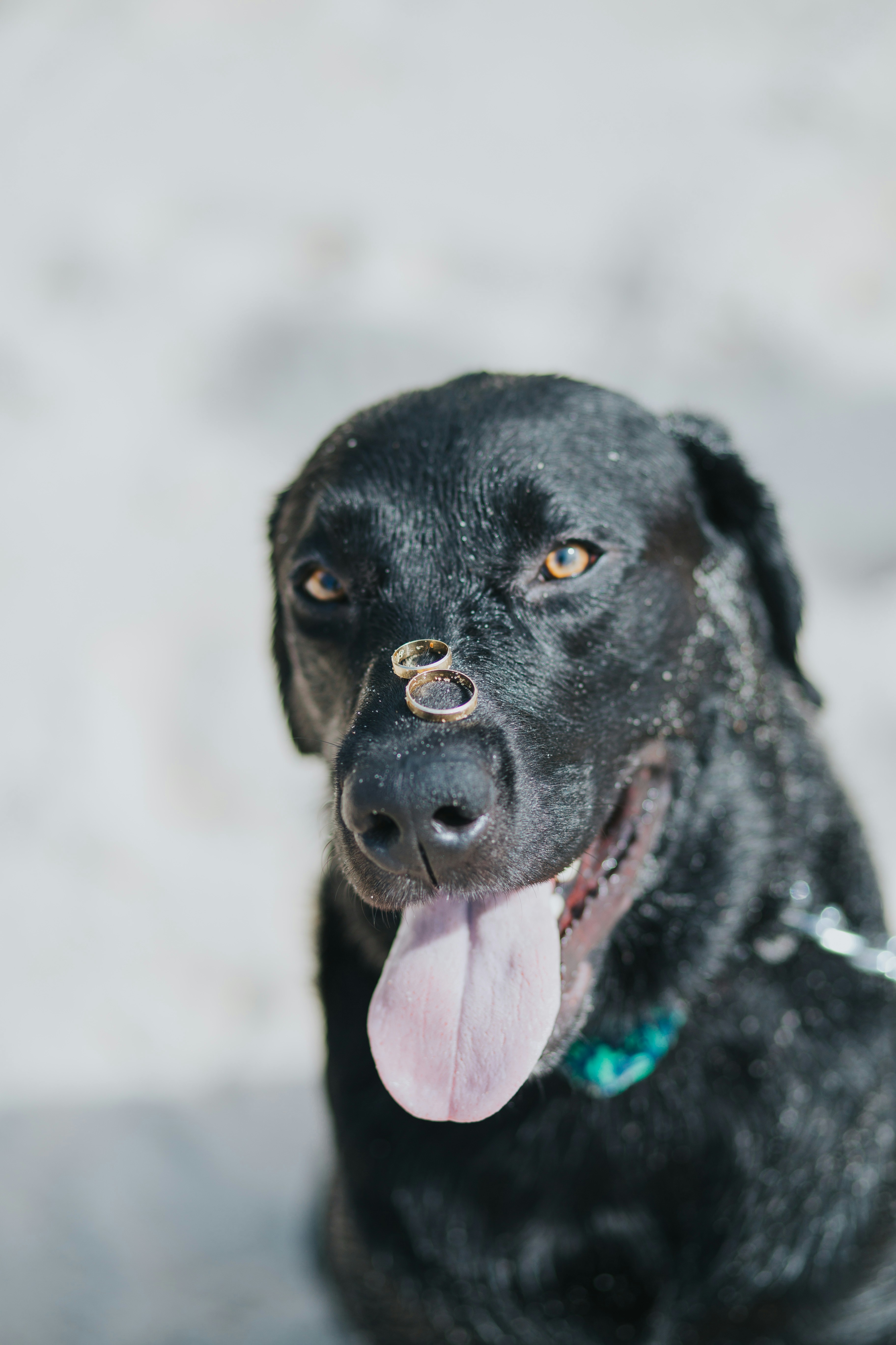 Rings of play: A black Labrador's nose balances rings in a snowy portrait