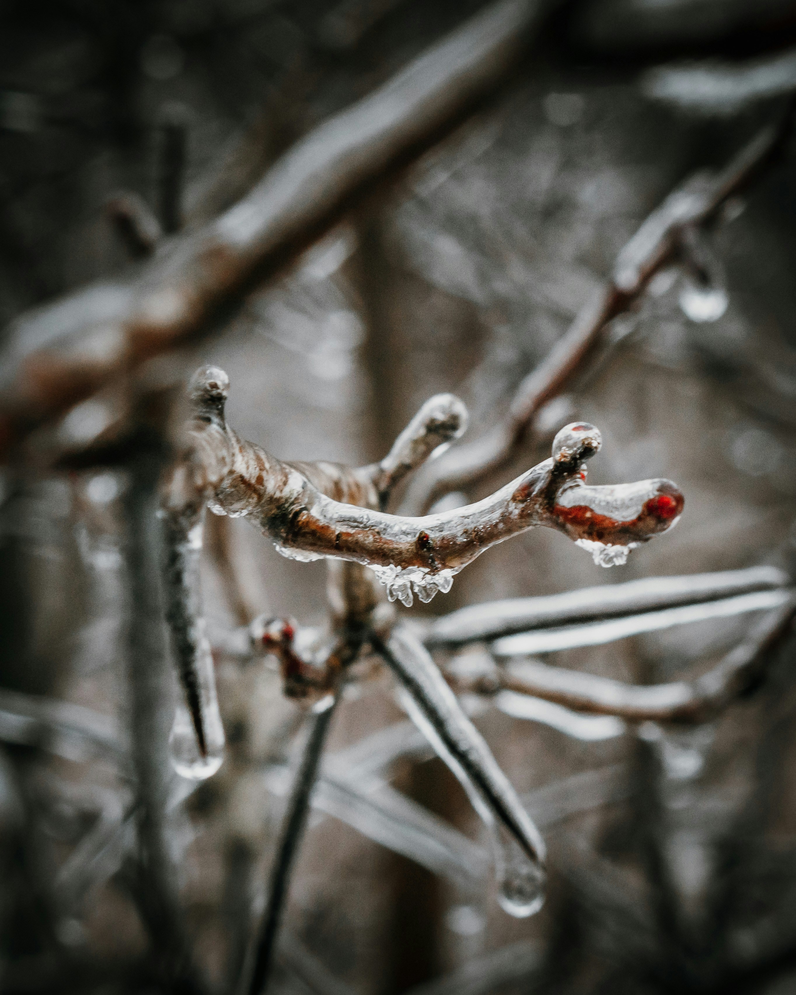 Selective focus photography of tree branch photo – Free Grey Image on ...