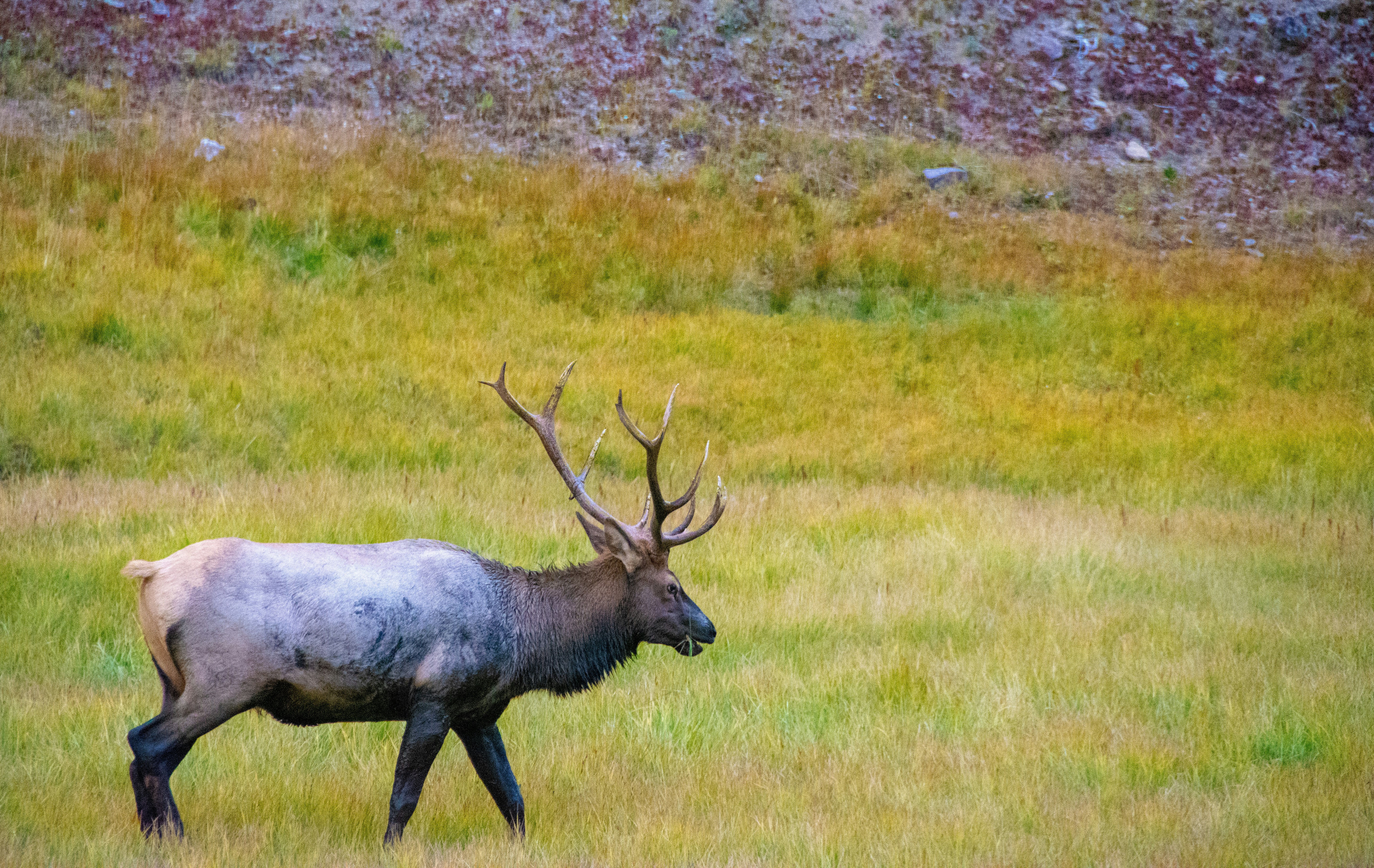A solitary elk strides through a lush, golden meadow, showcasing its impressive antlers against a backdrop of muted earth tones.