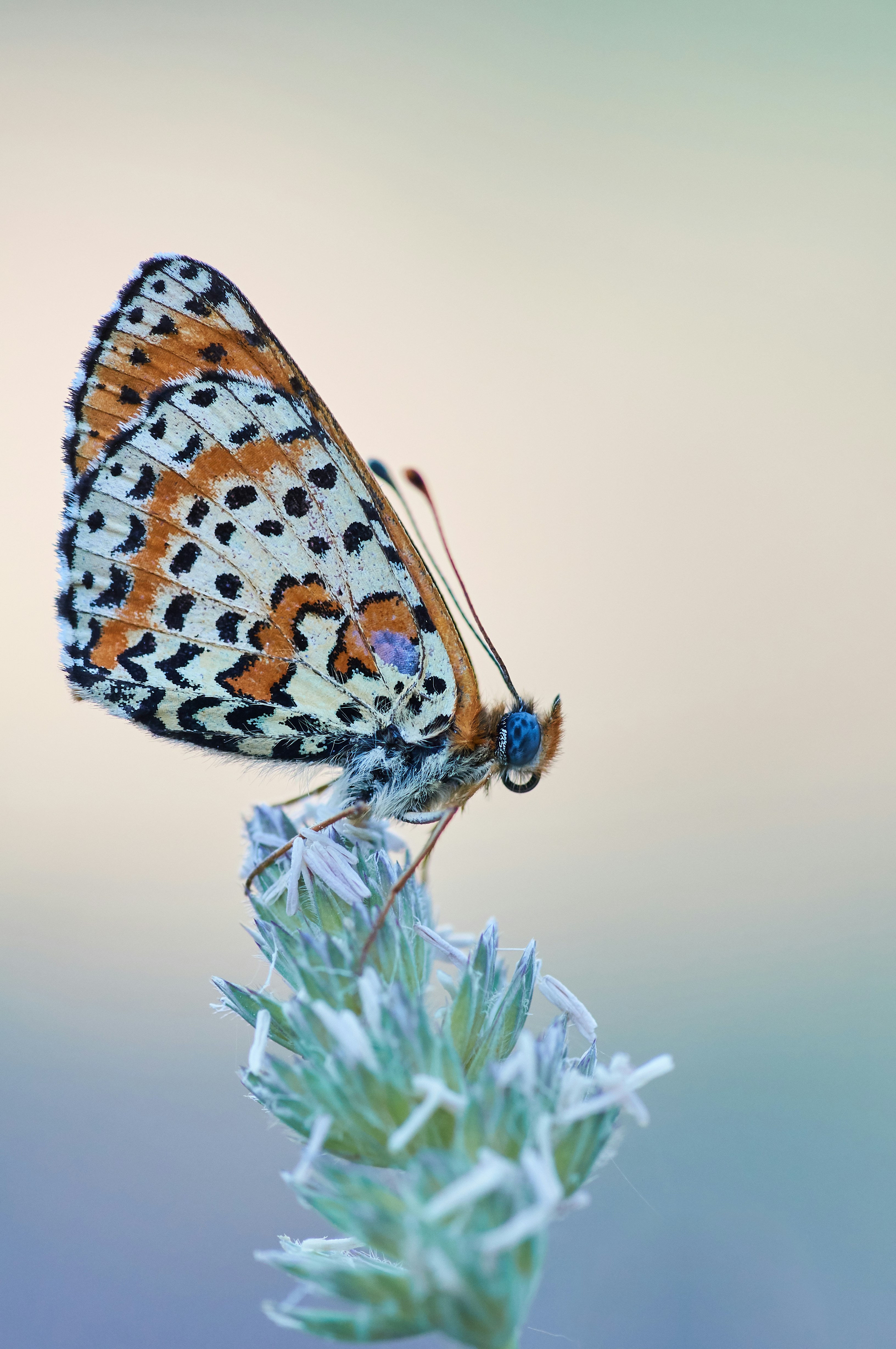 A intricately patterned butterfly resting on a slender plant stem, showcasing vibrant colors against a softly blurred background.