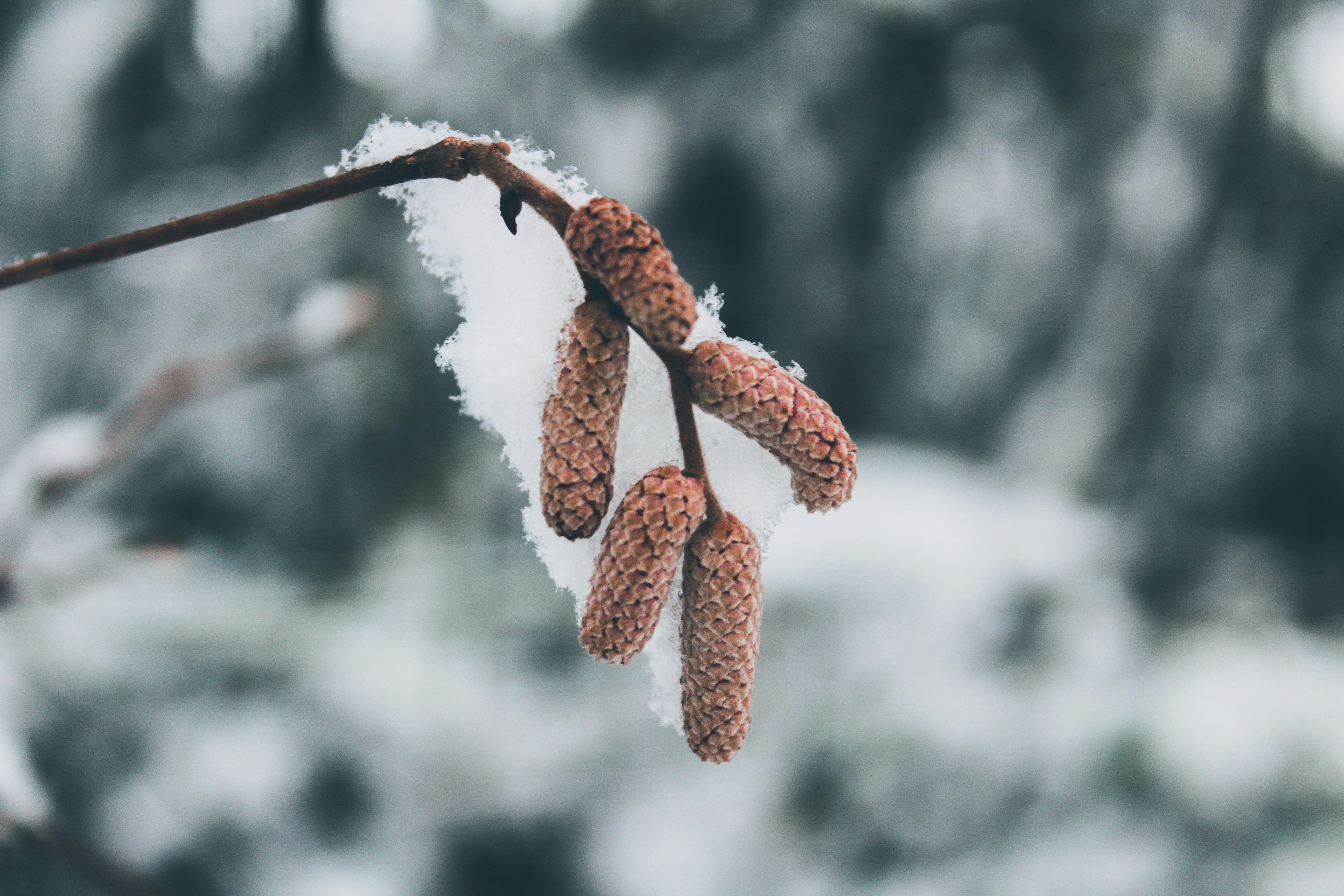 shallow focus photo of brown plants