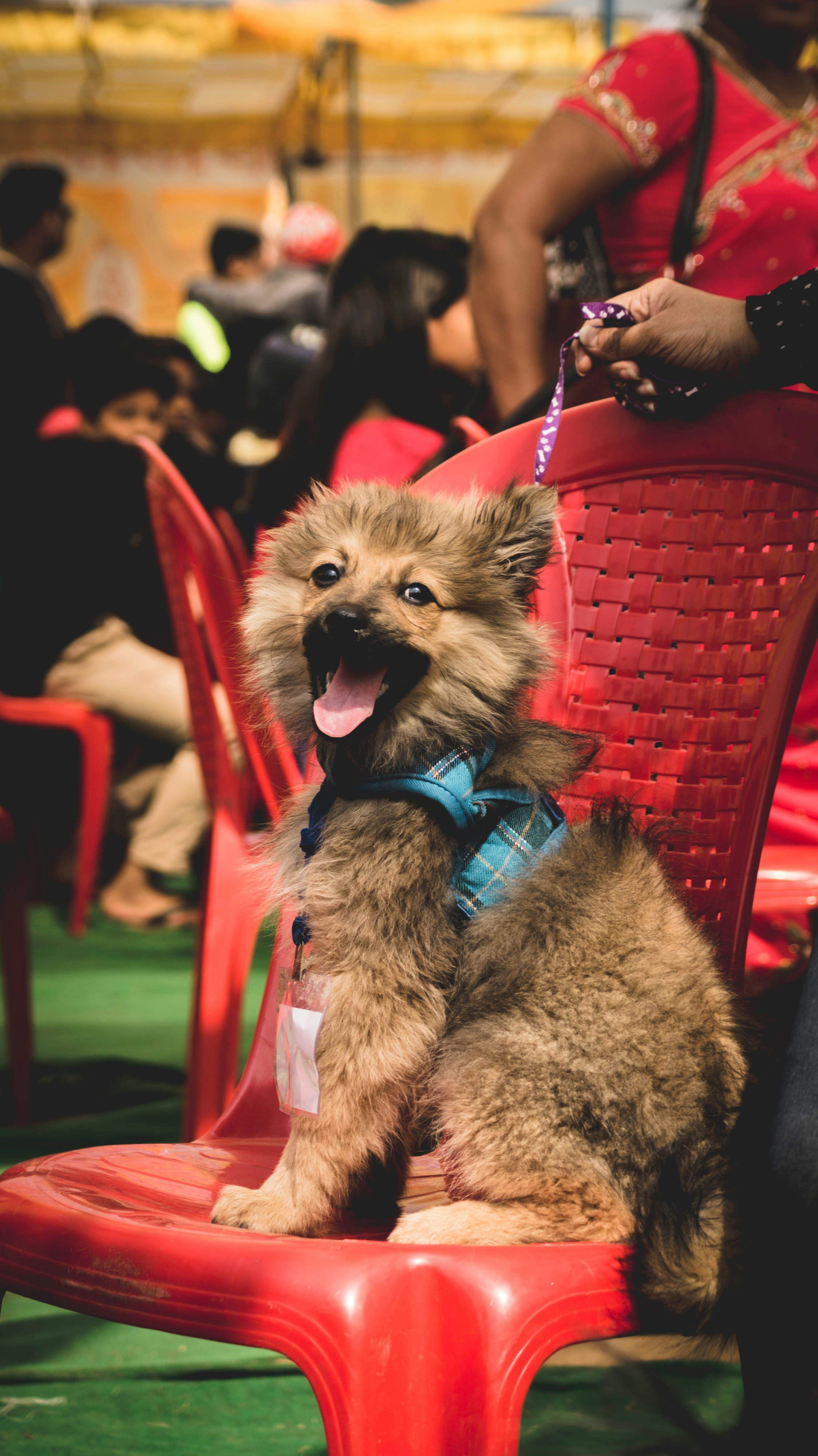Festival Pup Perch: a fluffy charm on a red chair amid a lively crowd
