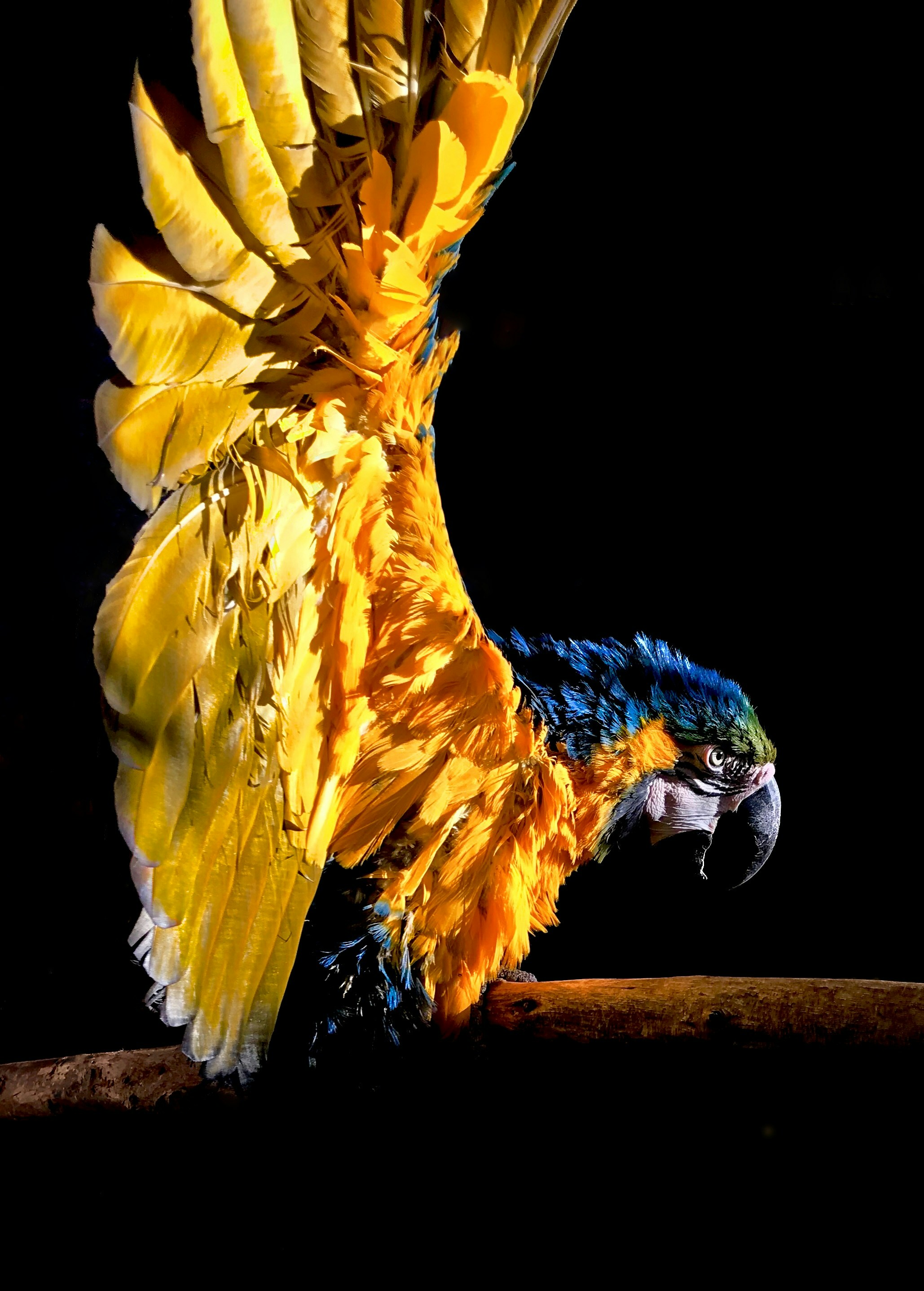 Wings of Sunlight: A Macaw Stilled Against Night