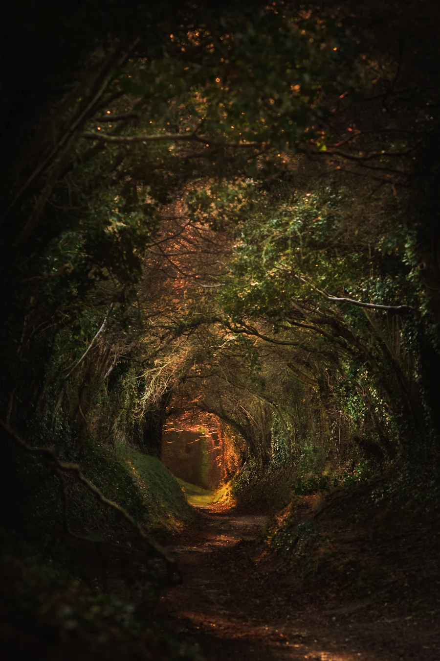 A narrow forest path curves into a dark, leafy tunnel with warm light glowing at the far end. Branches and foliage arch overhead, creating a natural passageway.