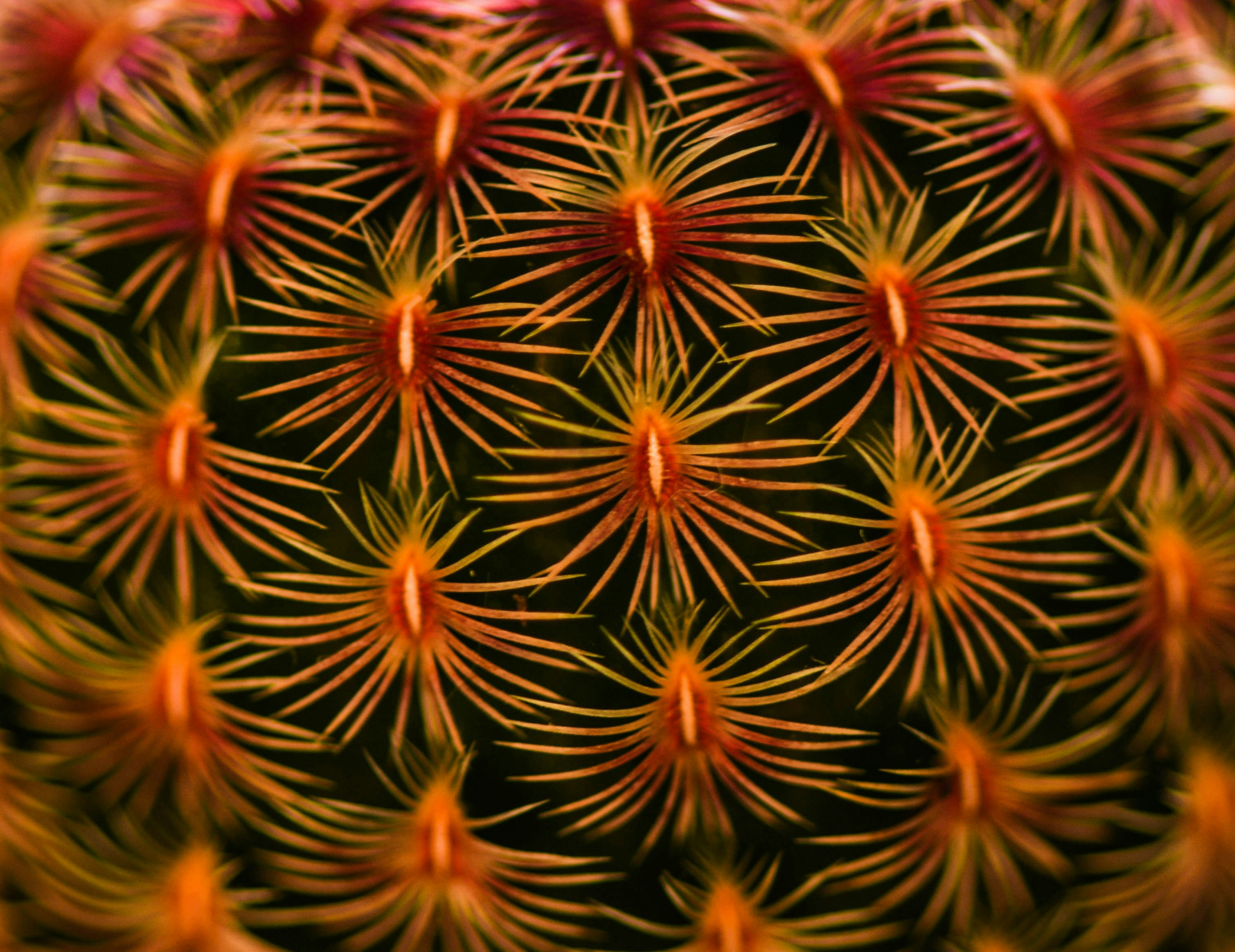 Close-up of a vibrant cactus surface showcasing its intricate spines and textures. The vivid colors highlight the unique beauty of this desert plant.
