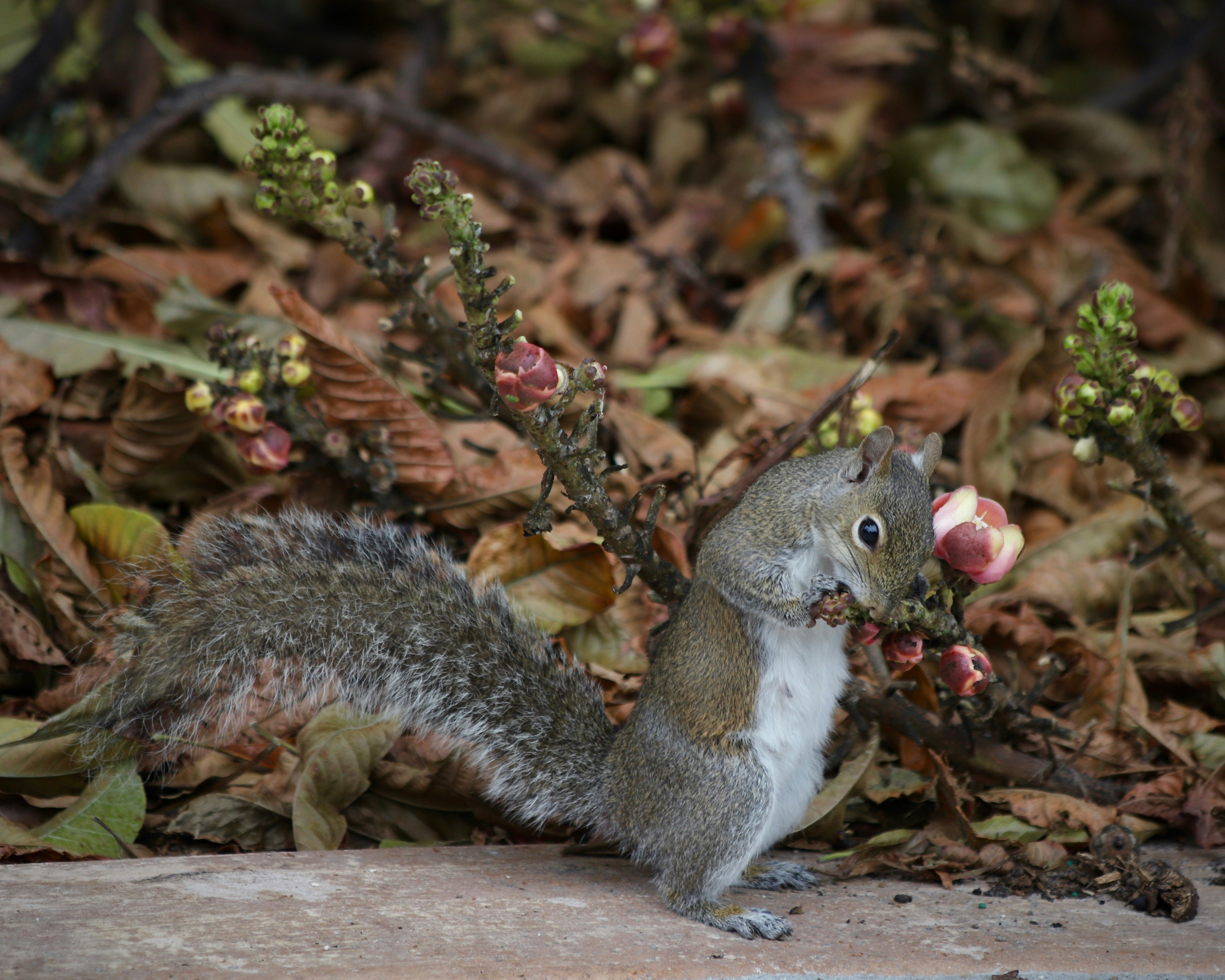 Squirrel on a Floral Snack Break Amid Autumn Leaves