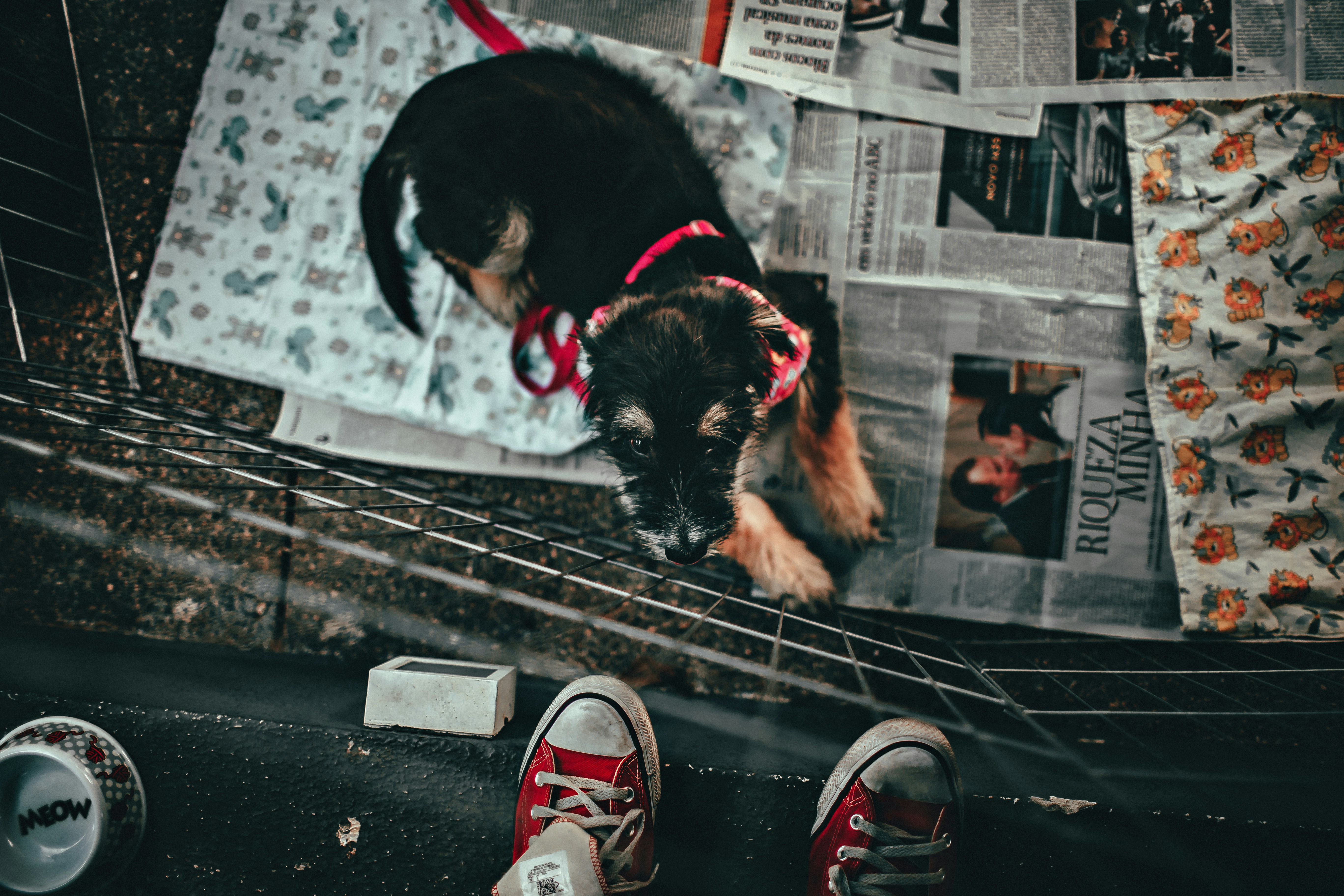 A dog with a playful expression sits on a bed of newspapers, surrounded by cozy blankets and a food bowl. The scene captures the warmth of companionship.