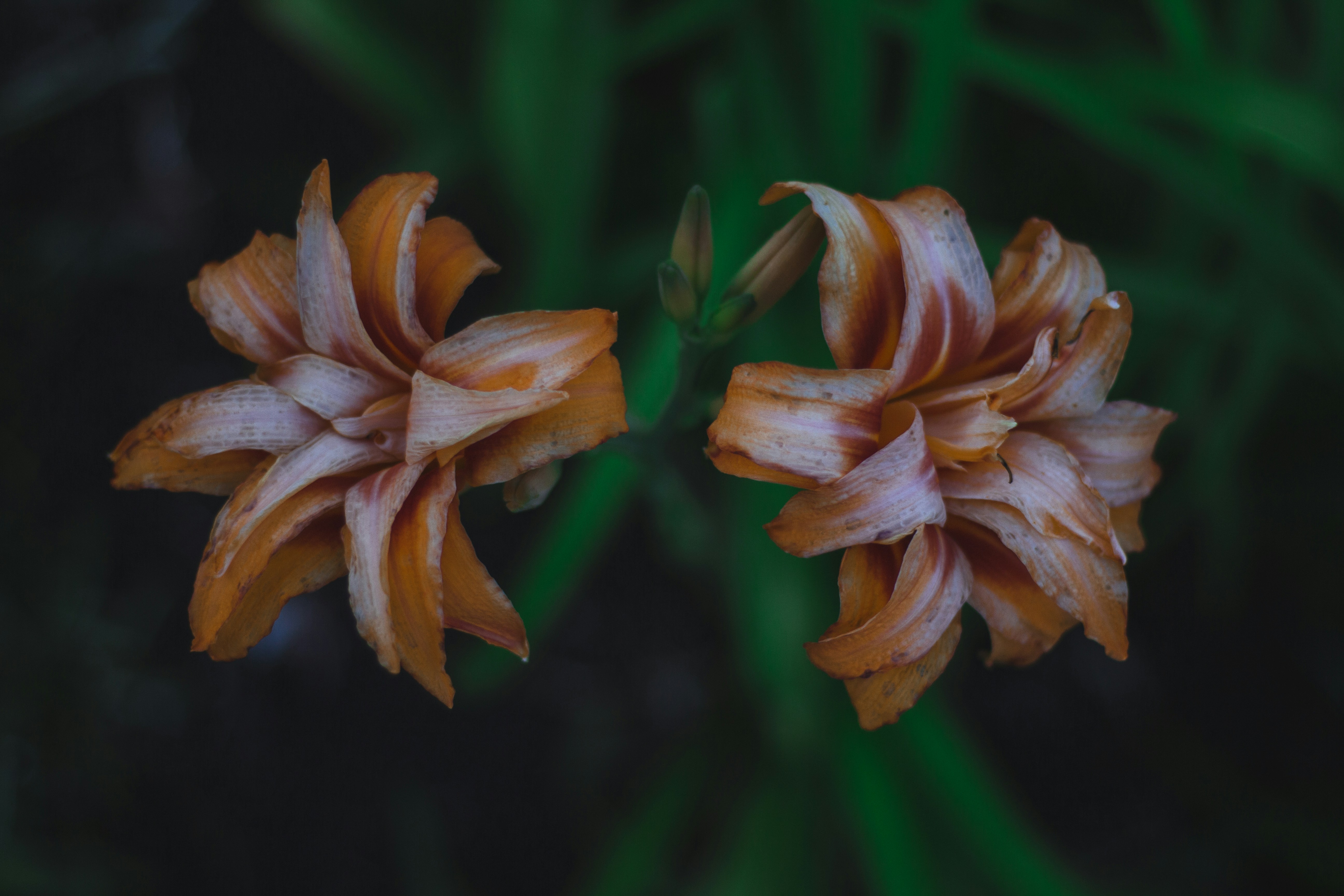 Amber-daylilies in a shadowed garden duet