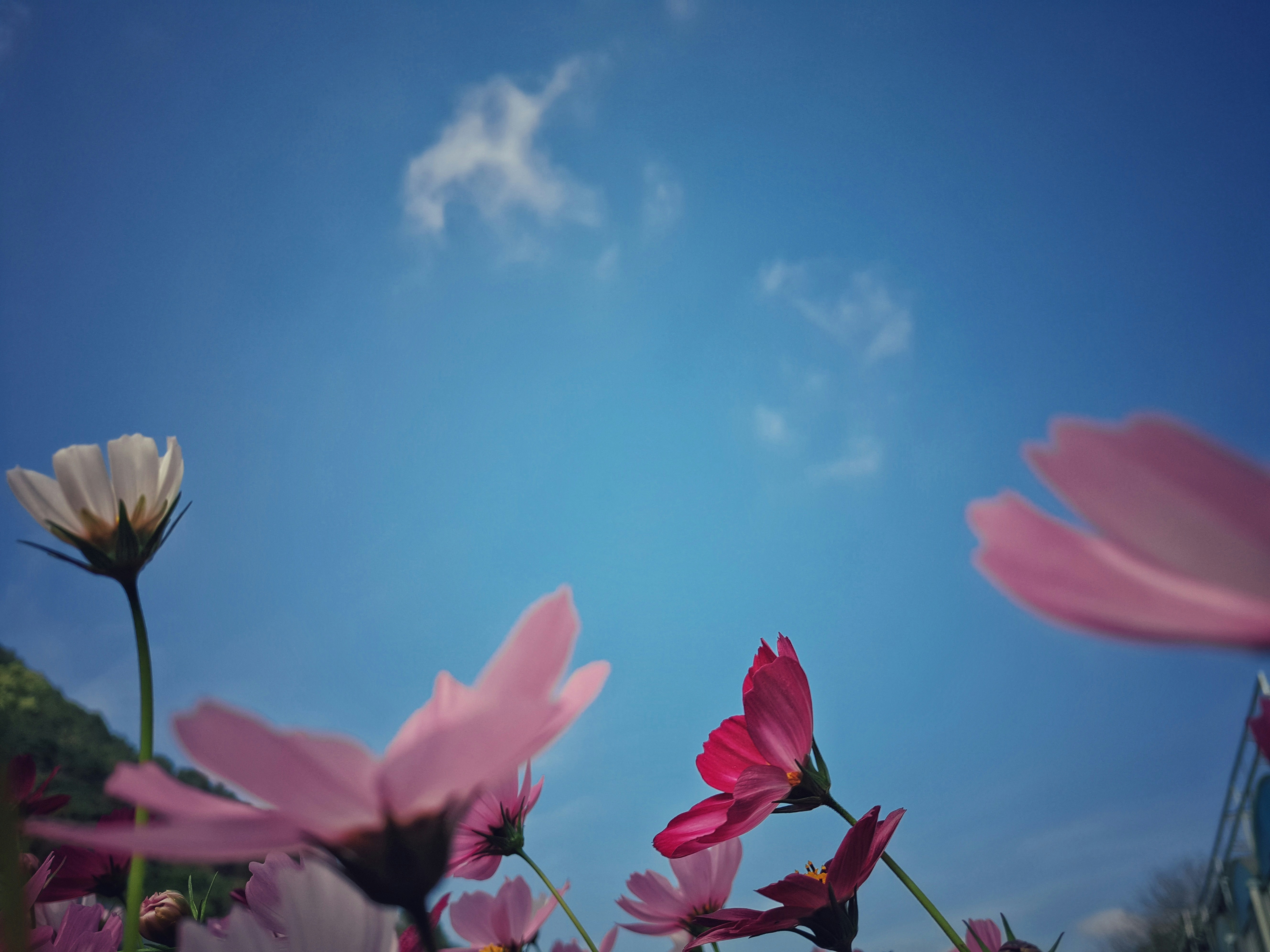 close-up photography of pink flowers under blue and white sky