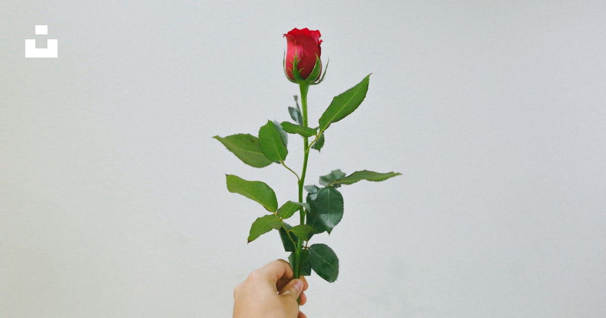 빨간 장미를 들고 있는 사람 사진 Unsplash의 무료 꽃 이미지