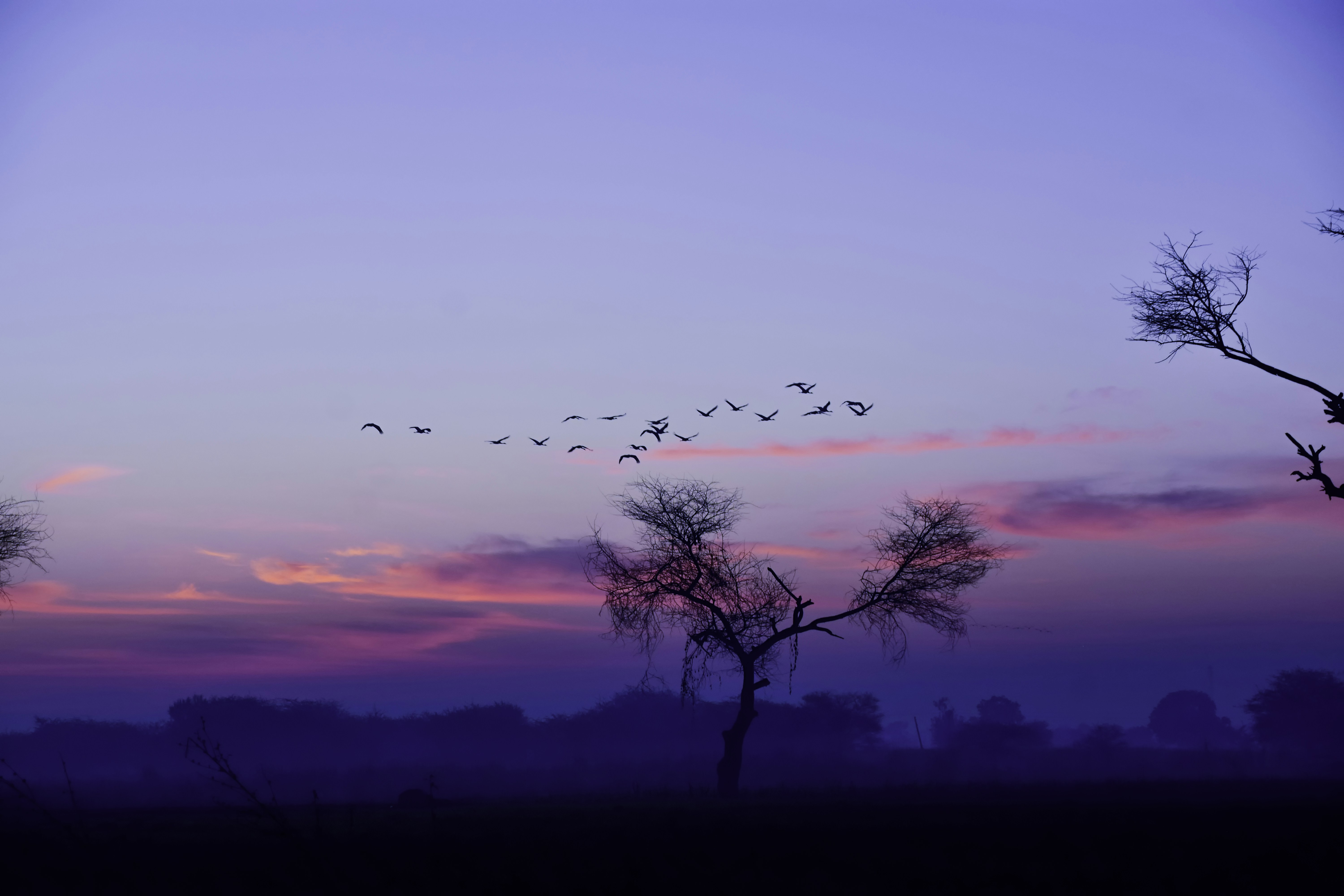 Soaring flock of birds over tree during dusk photo – Free Nature Image ...