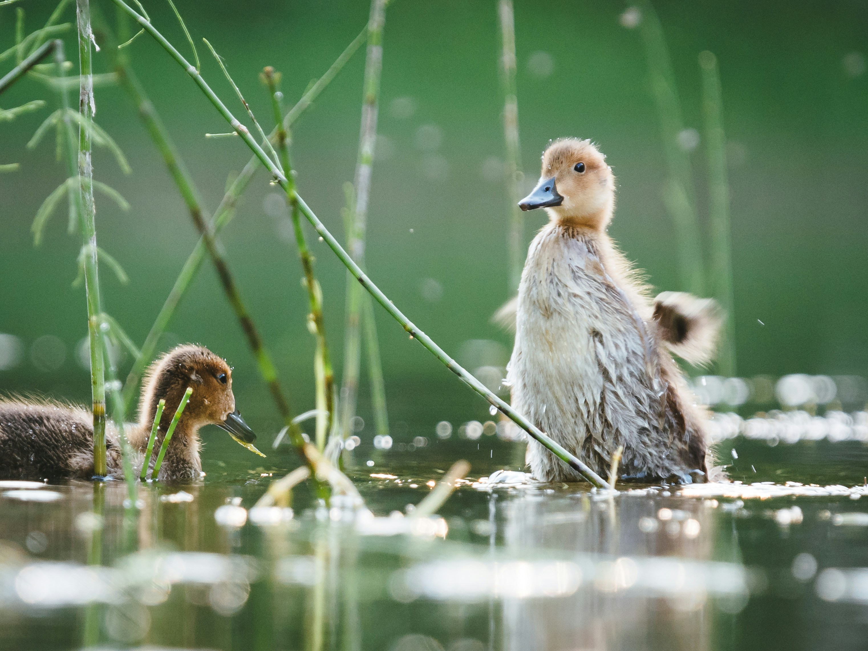 Dawnlit Duet: Juvenile ducks amid reed-fringed reflections