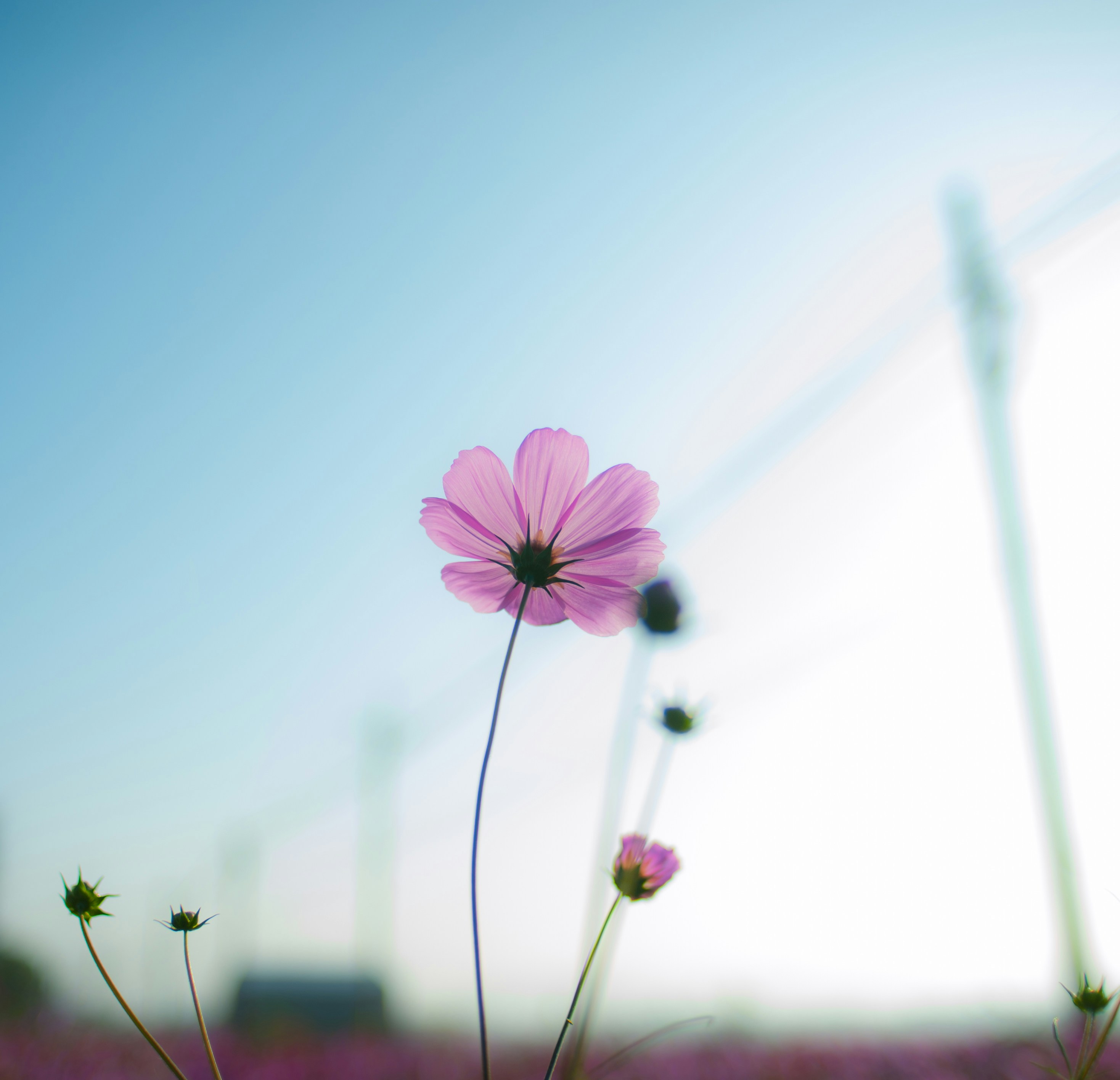 Pink Bloom against a Soft Blue Horizon