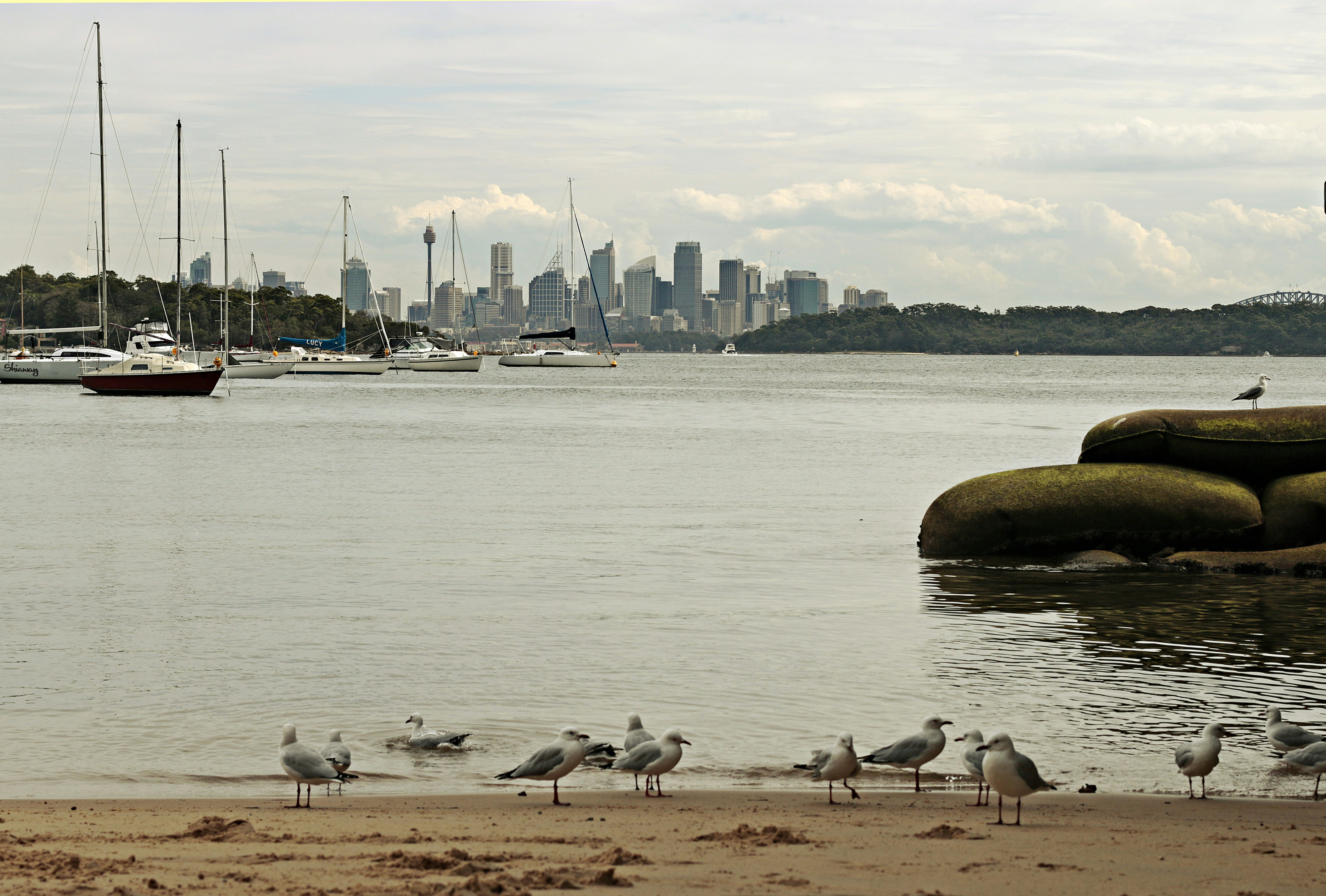Sea Gull Pictures | Download Free Images on Unsplash