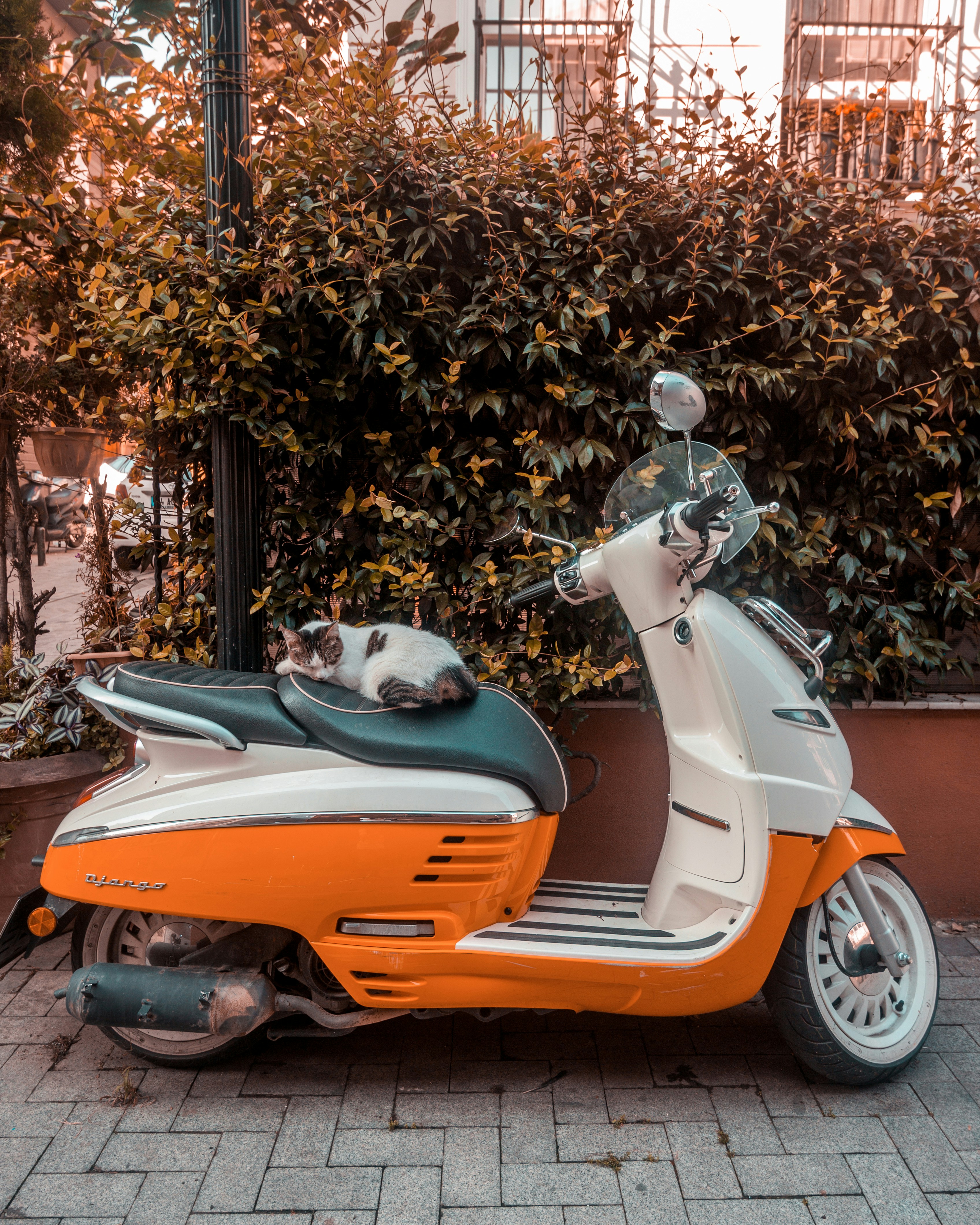 Sunny orange scooter with a sleeping cat on the seat