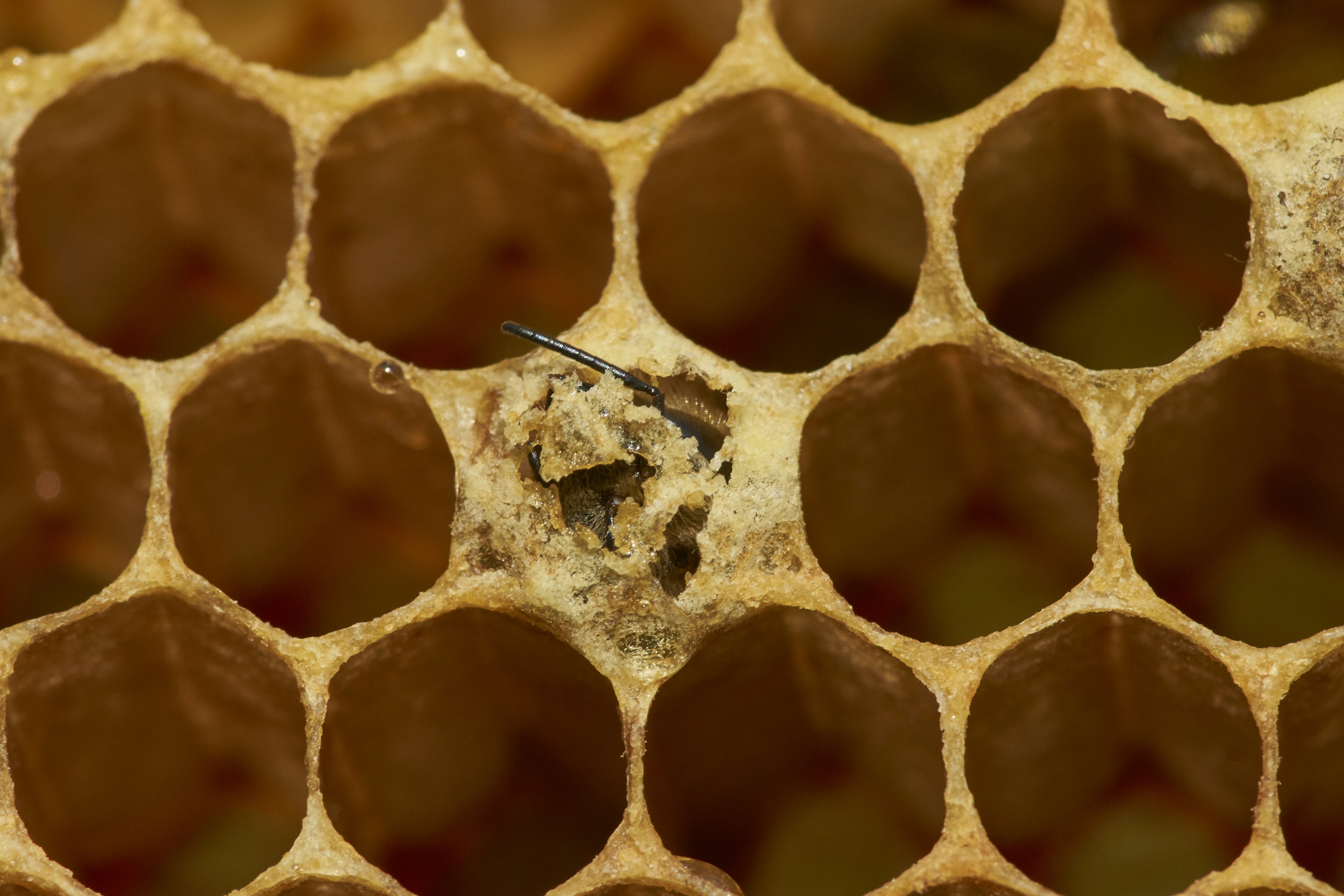 Close-up view of honeycomb showcasing hexagonal cells with a small opening, highlighting the craftsmanship of bees.