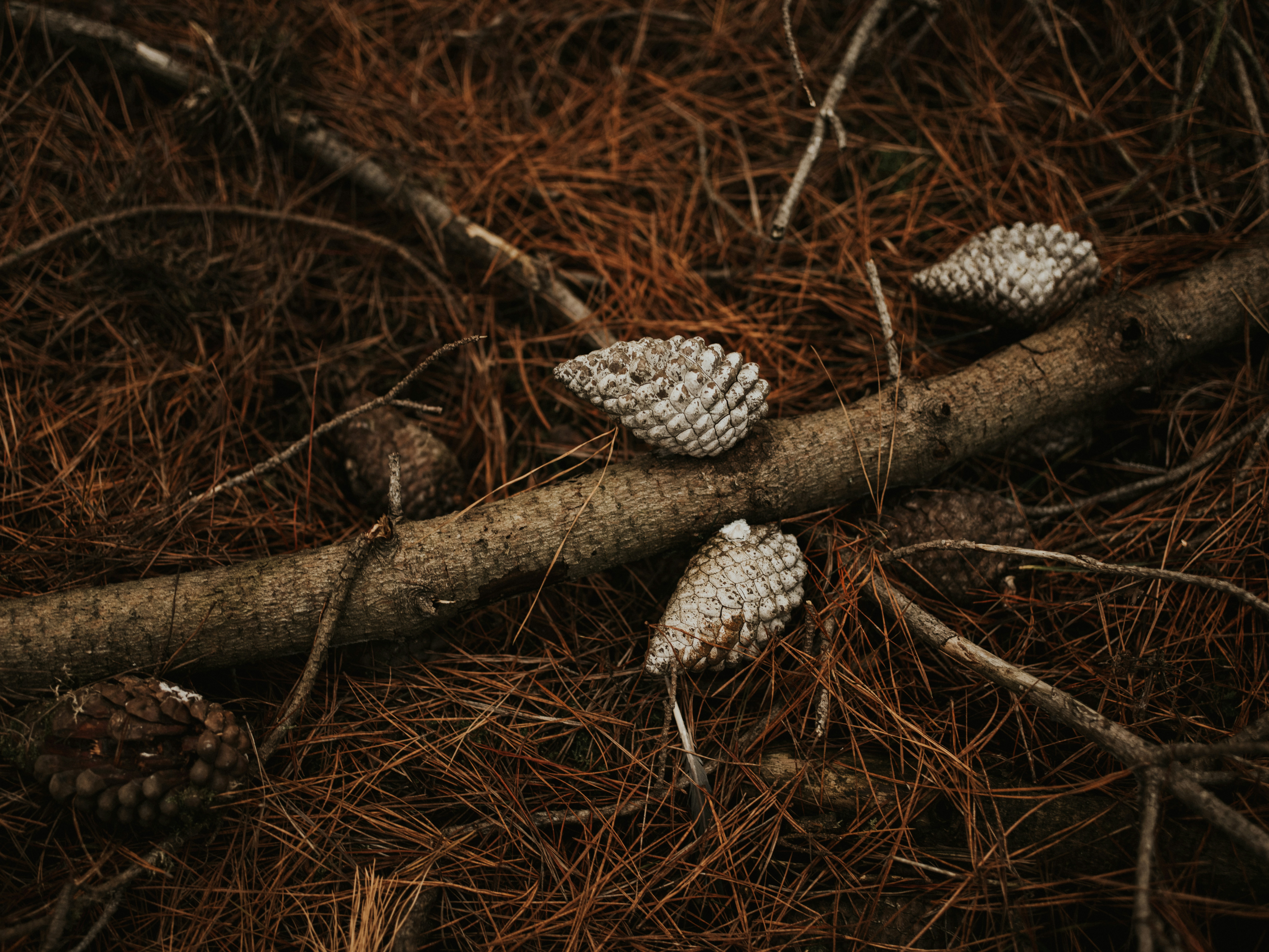 Withered brown wooden branch photo – Free Food Image on Unsplash