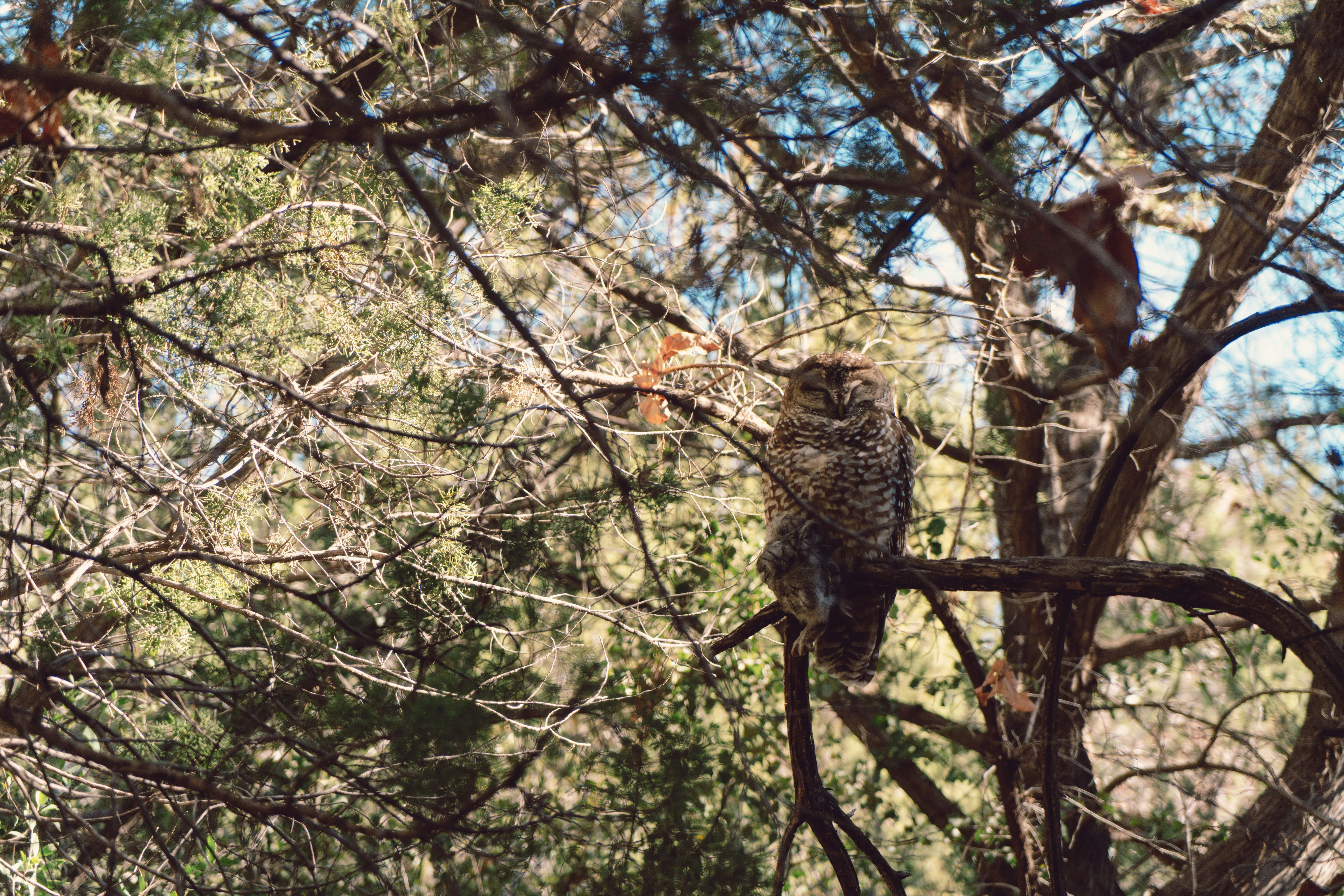 Perched Sentinel: Owl in a Lattice of Pine