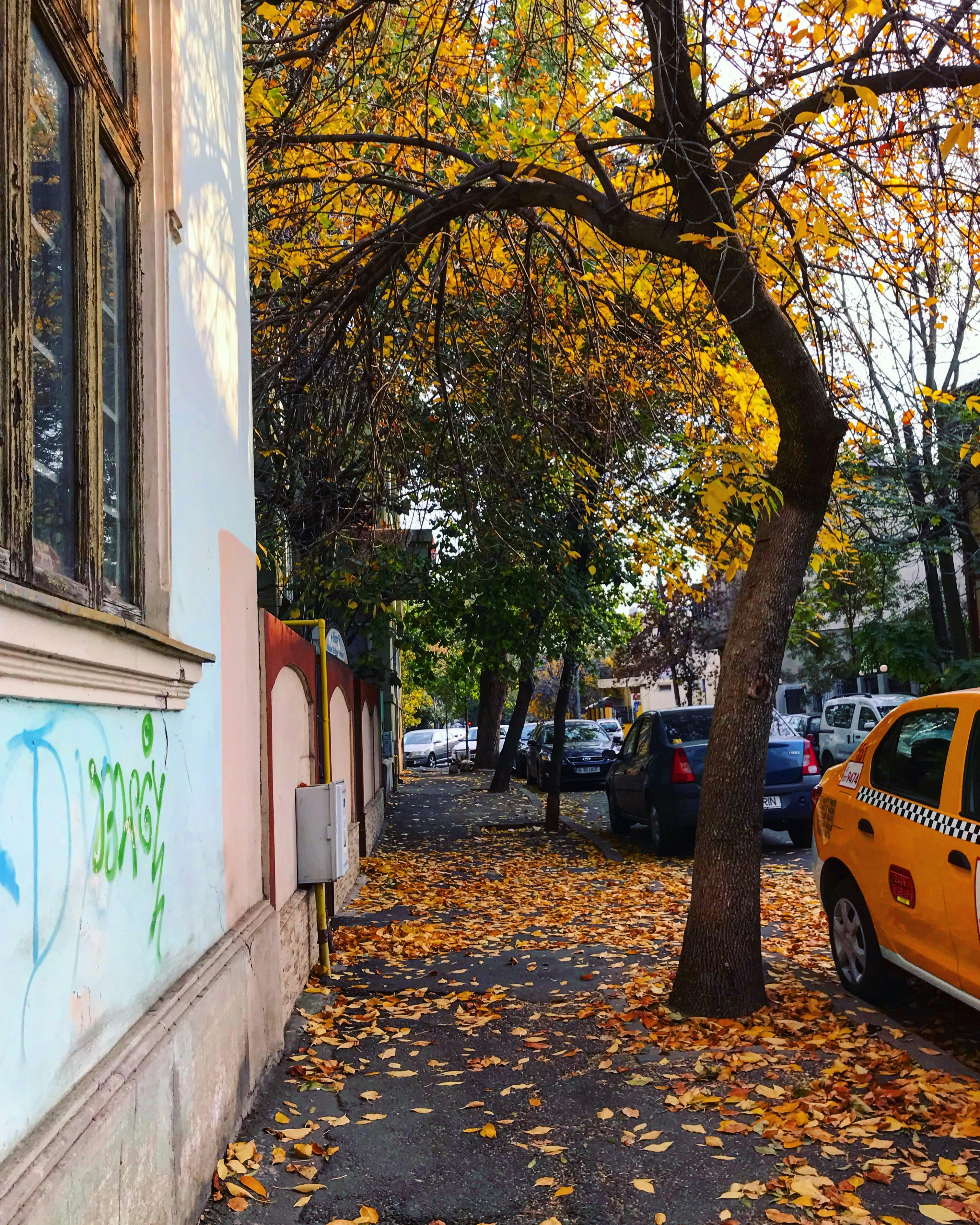 Gold-Leaf Arc: A Tree Framing a Quiet City Street