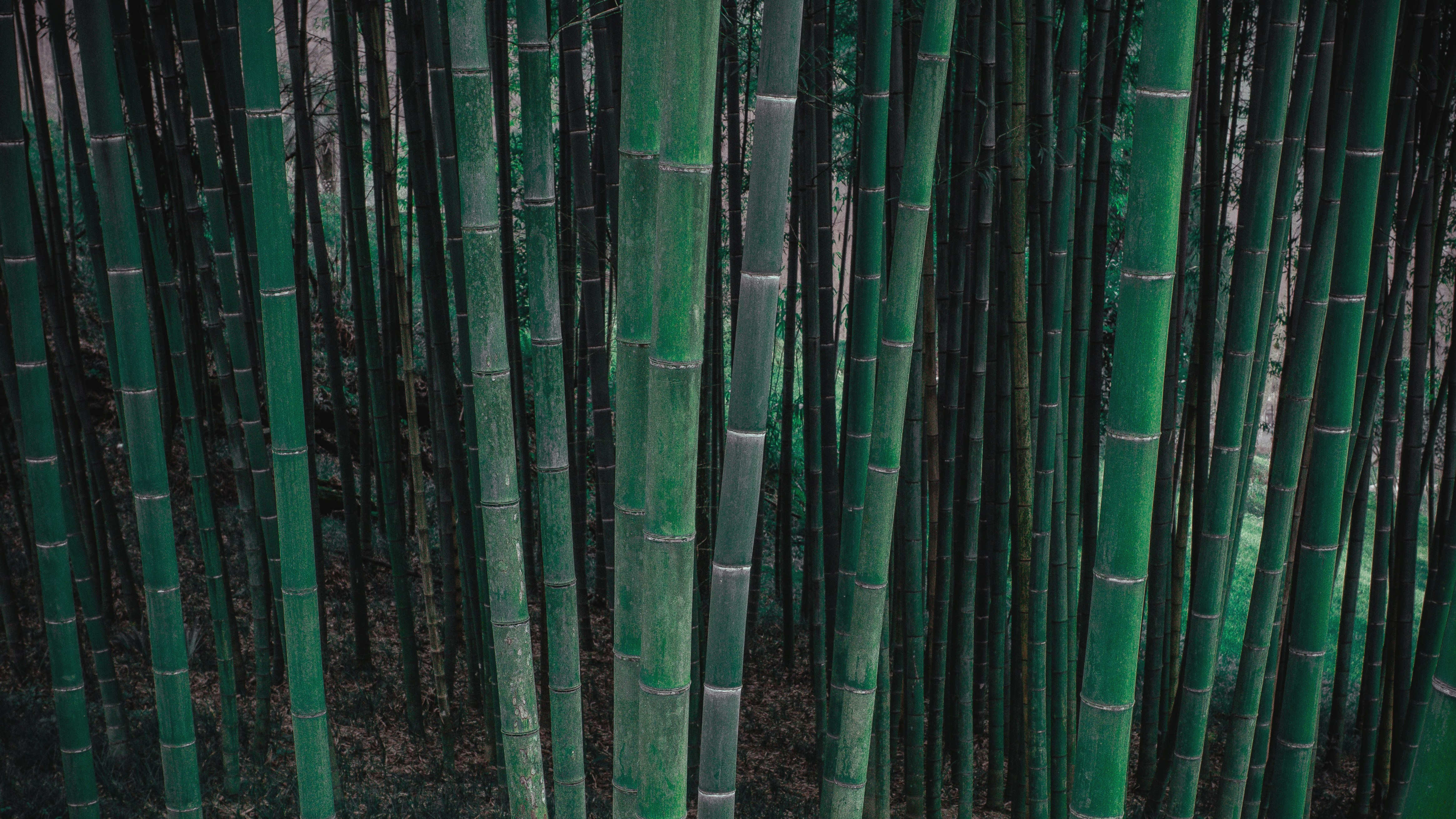 Dense bamboo forest with tall, slender stalks reaching toward the sky, creating a serene and tranquil atmosphere.