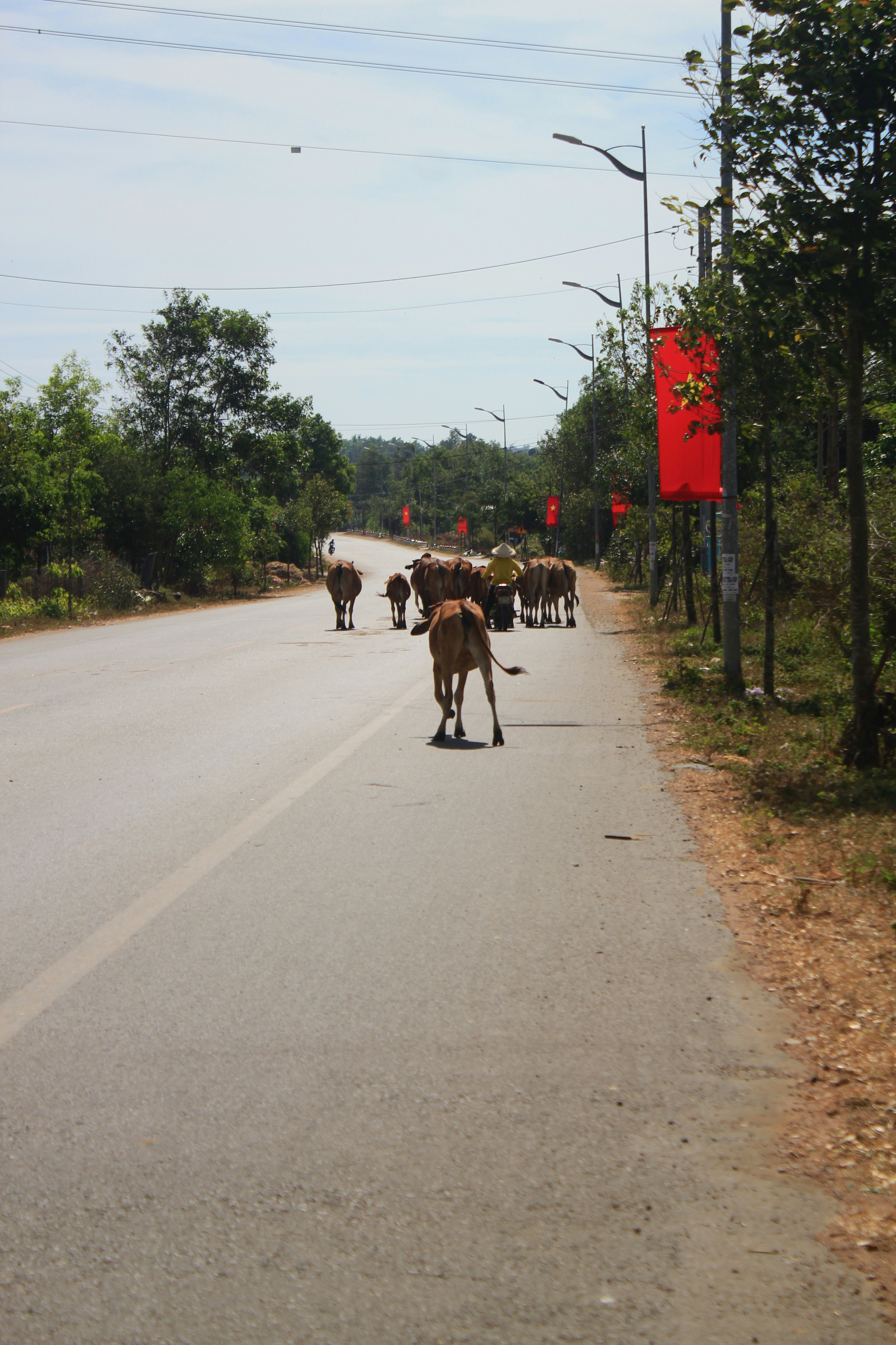Lone Cow Leads a Rural Parade Across a Sunlit Highway