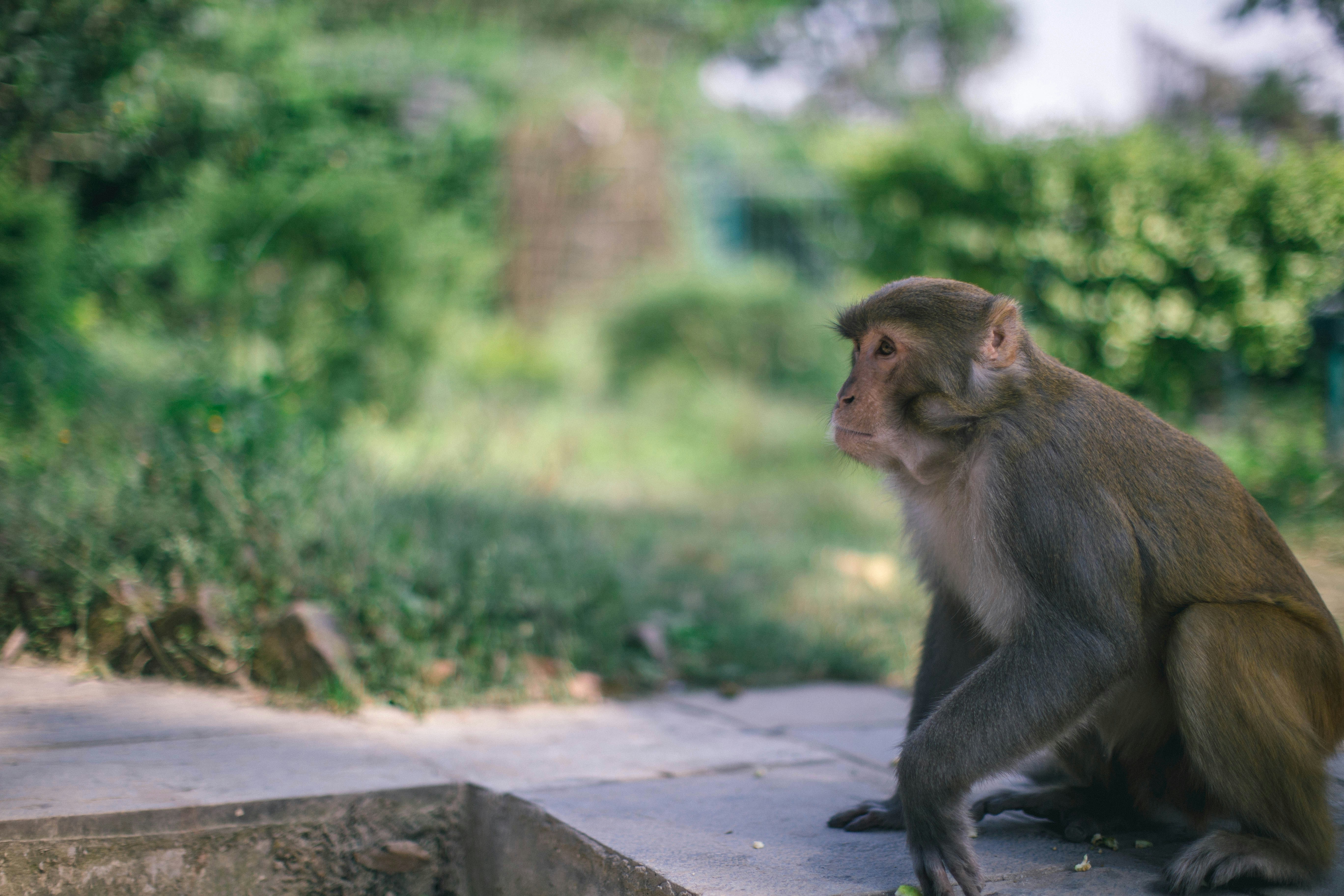 Patient Monkey at the Garden's Edge