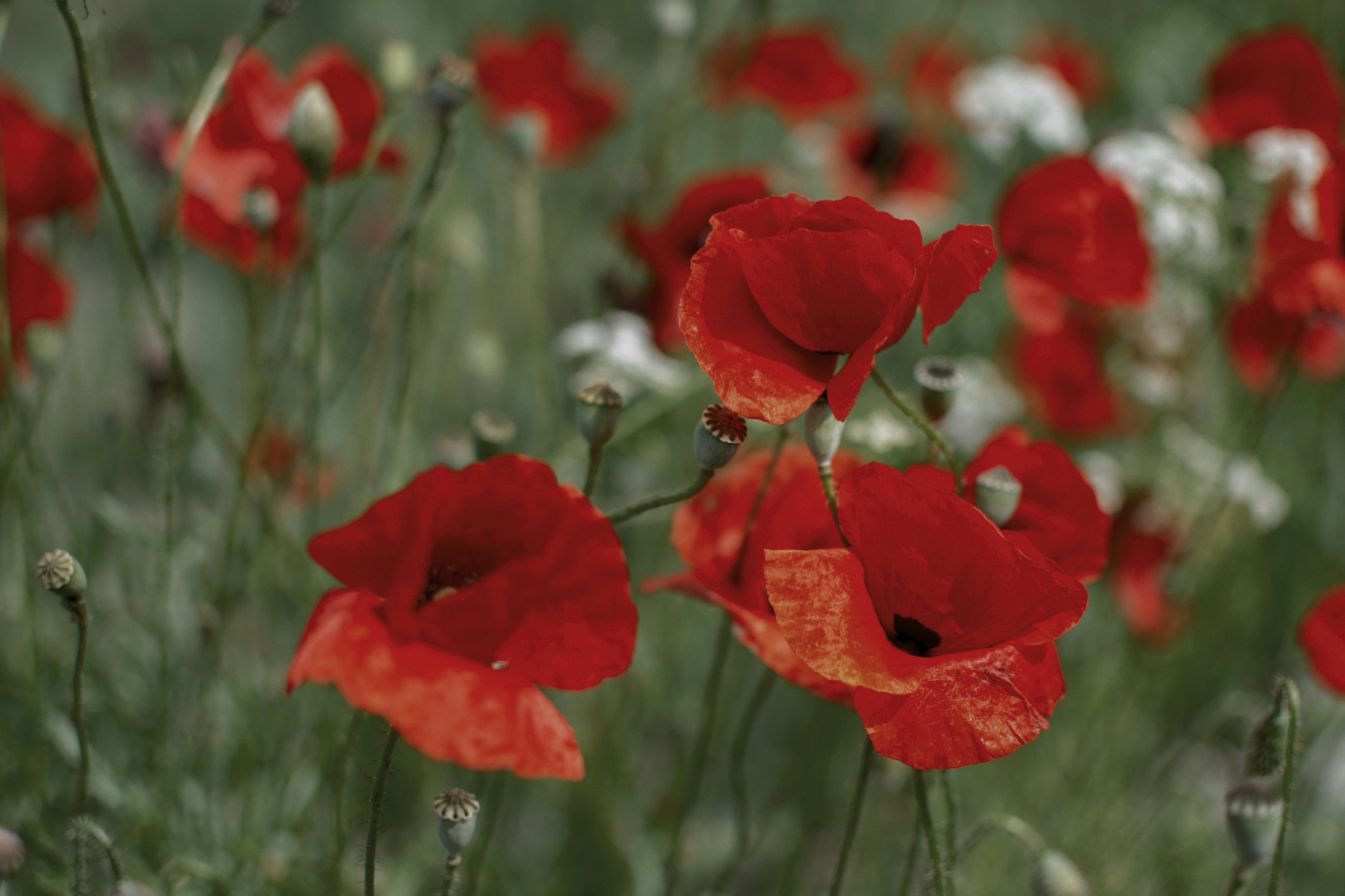 750+ Red Flowers Pictures | Download Free Images on Unsplash