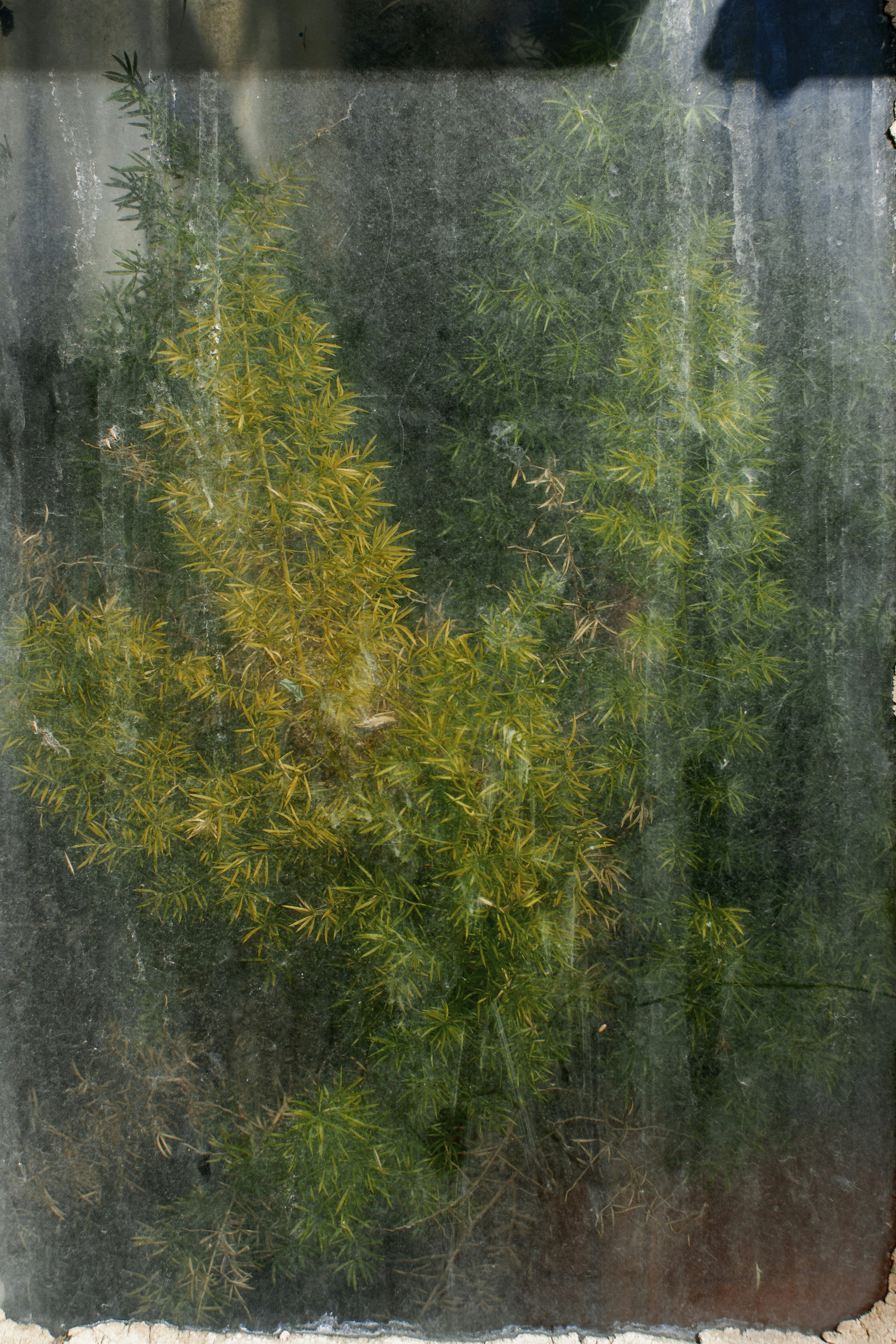 A lush arrangement of green and yellow foliage partially obscured by a textured, weathered surface.