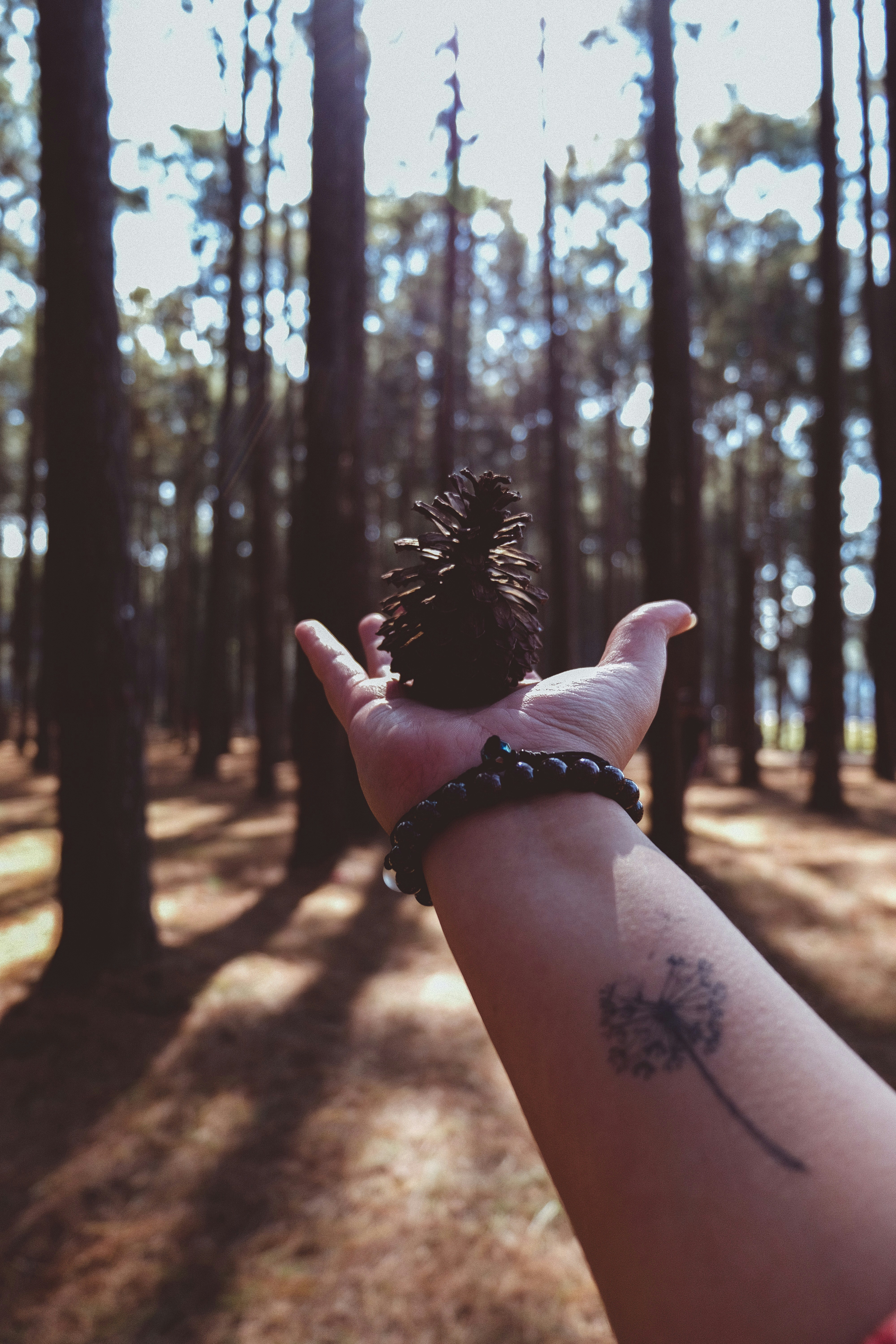 Nature's Offering in the Forest Light