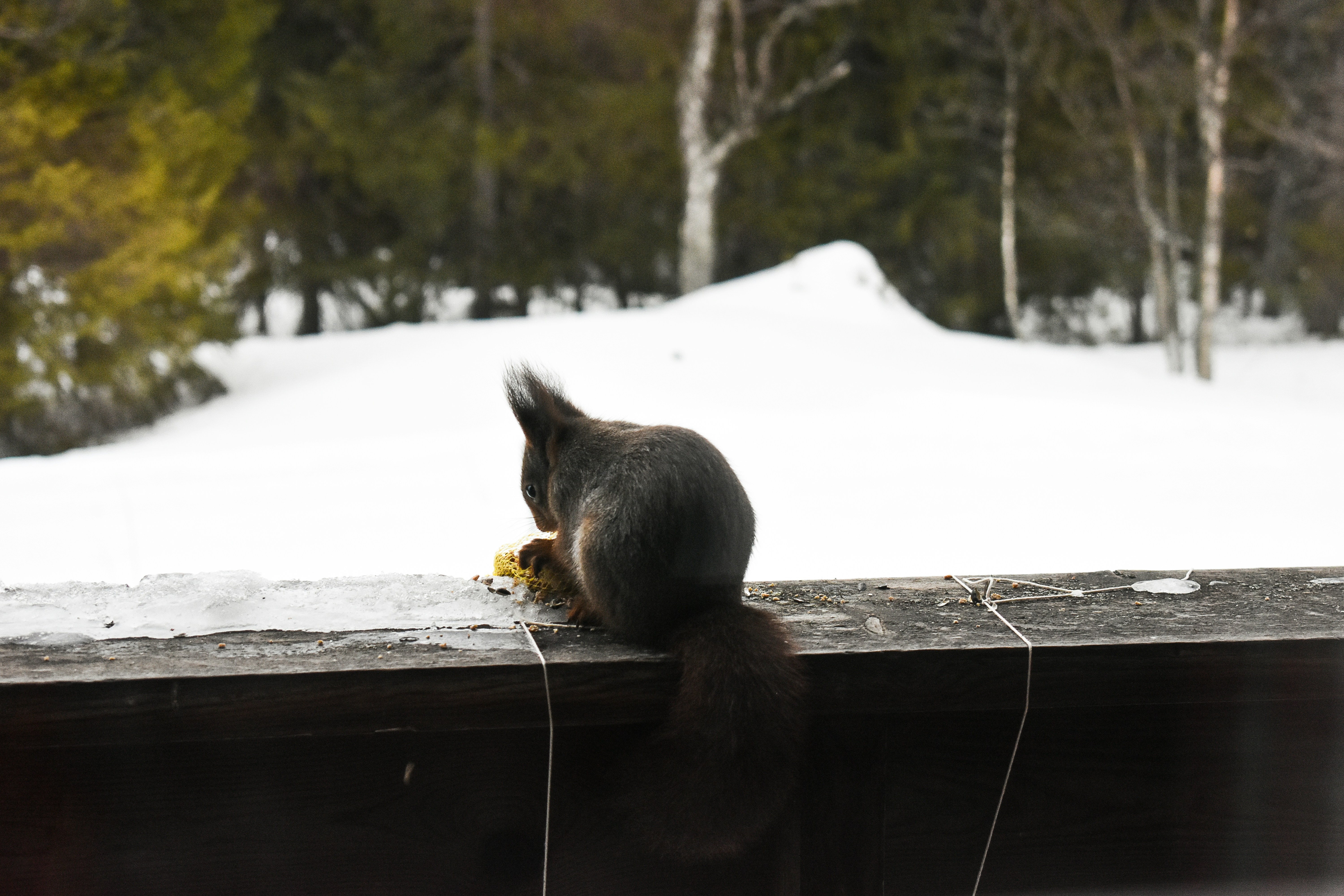 Nibbling in the Snow: Squirrel on a Weathered Rail
