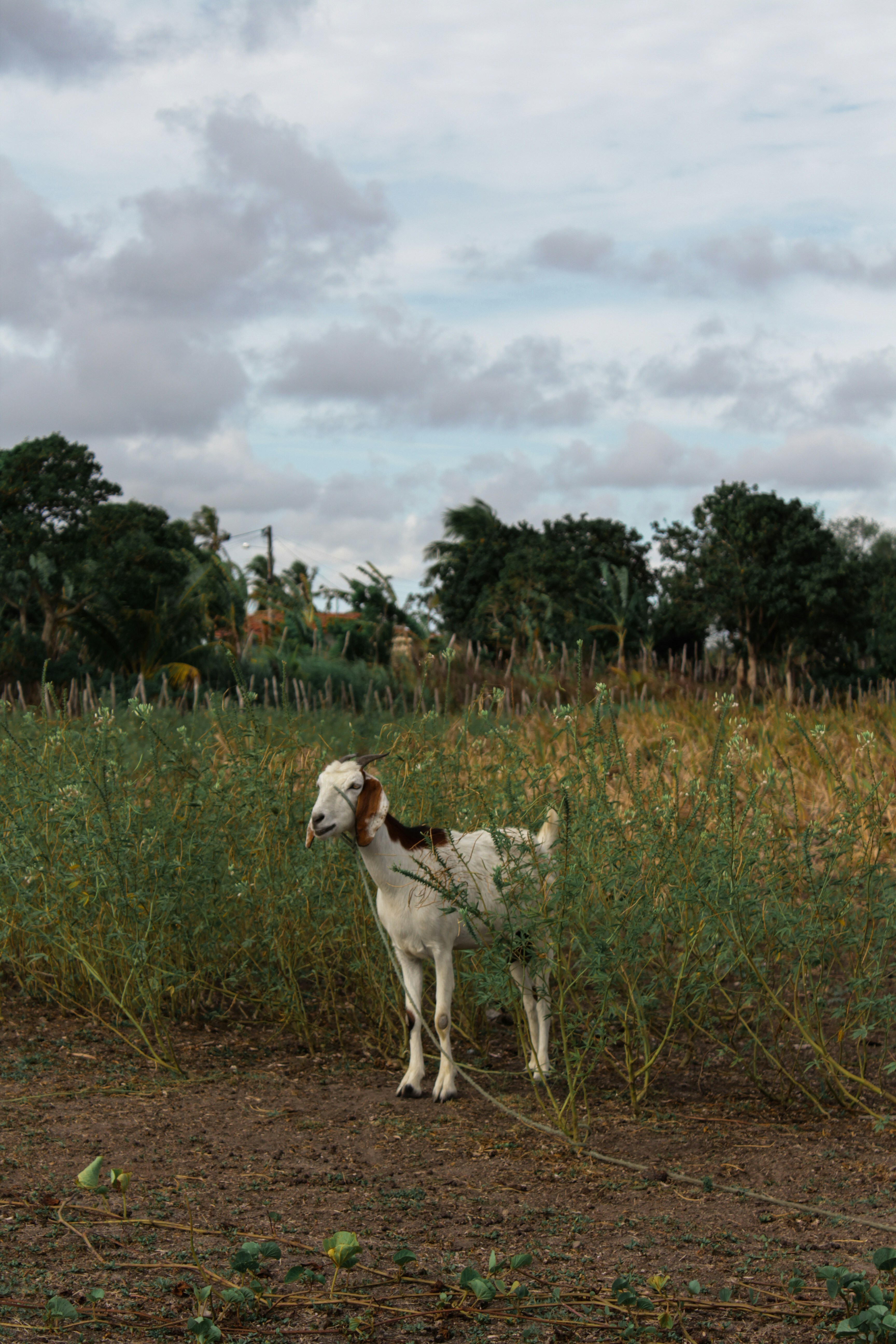 Goat Among Tall Field Grass Under a Cloudy Sky