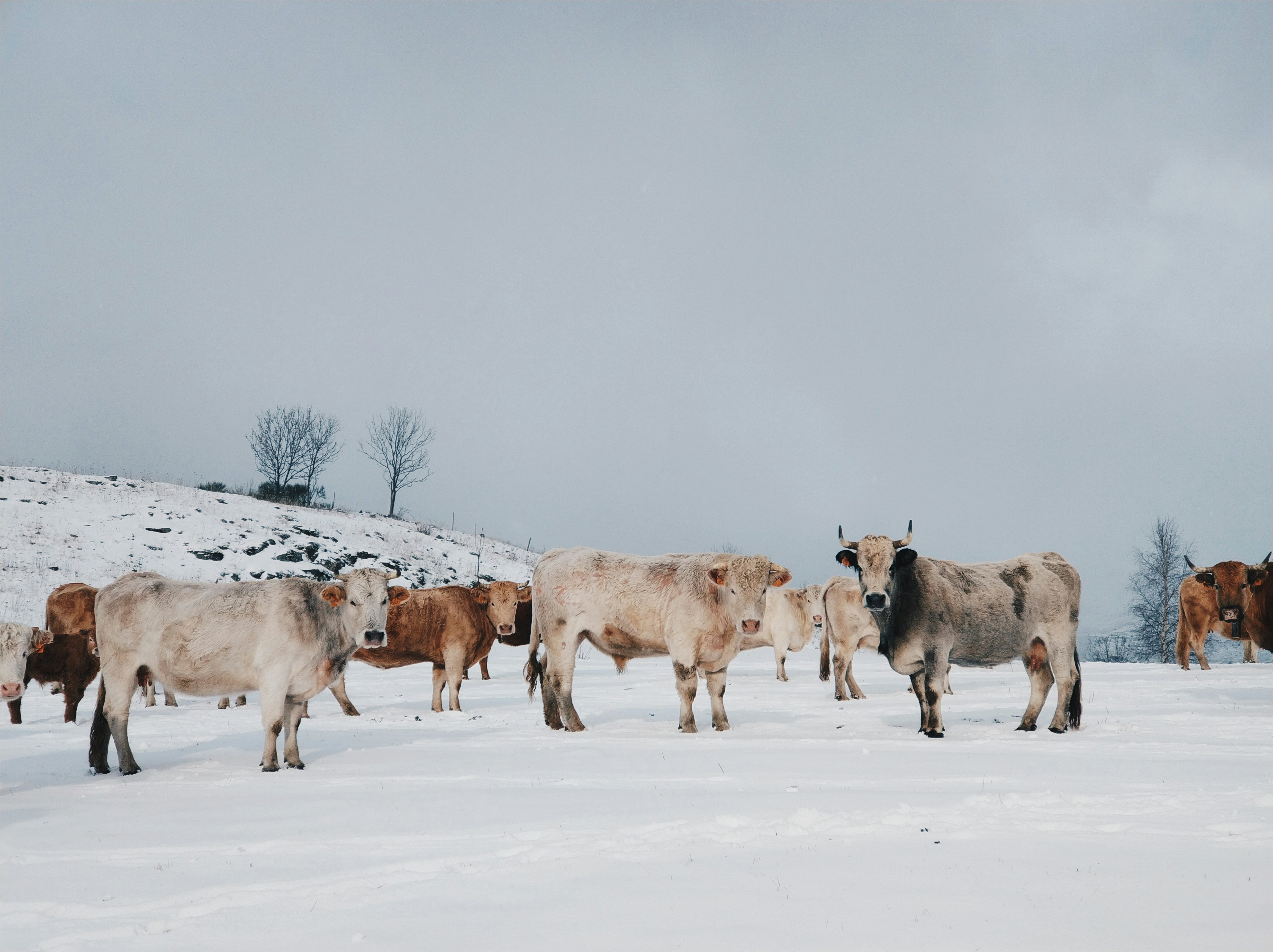 A herd of cows stands in a snowy landscape, surrounded by a muted sky and sparse trees. The scene captures the tranquility of rural life in winter.