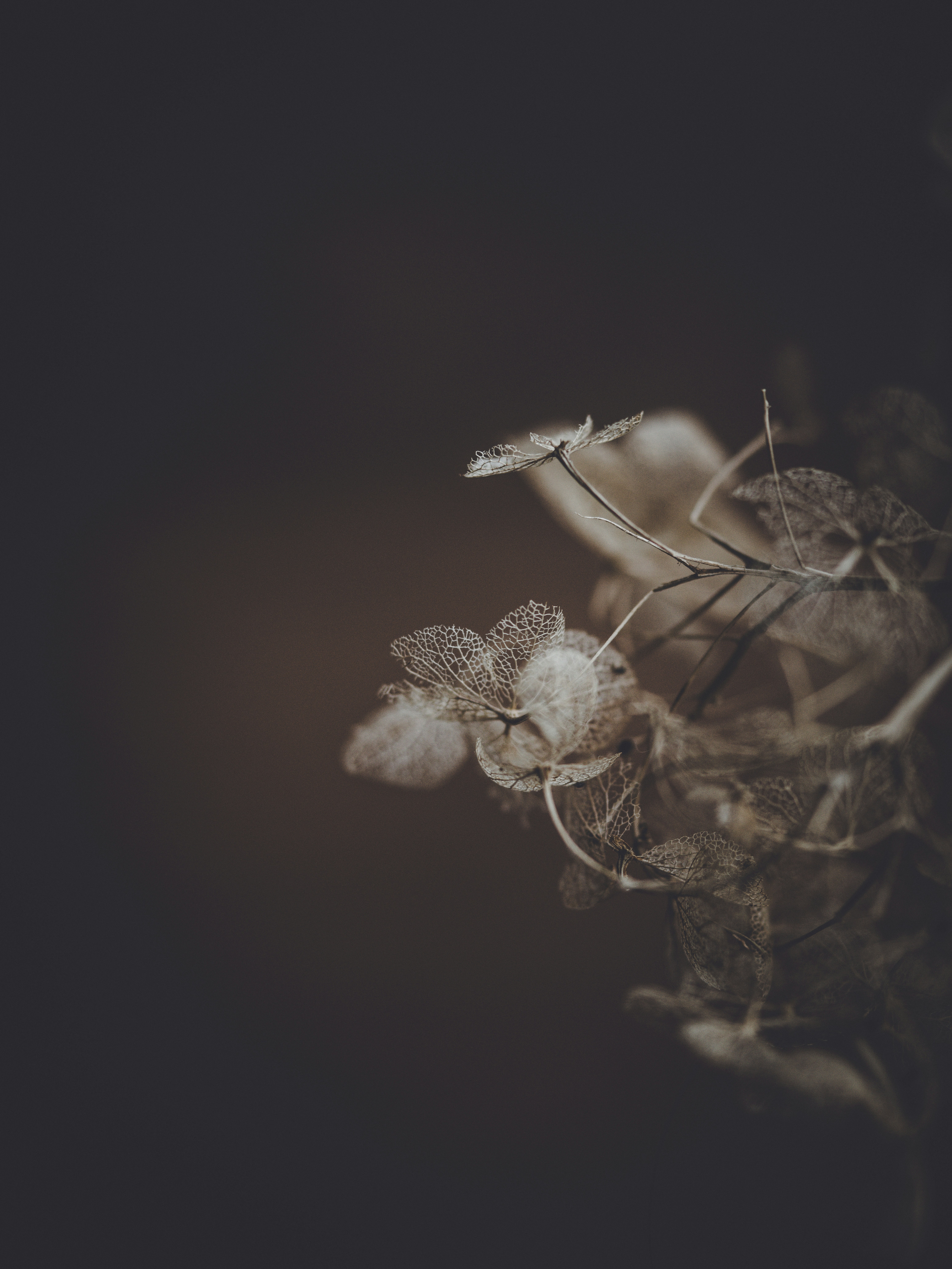 Lace of Winter Hydrangea in Velvet Dusk