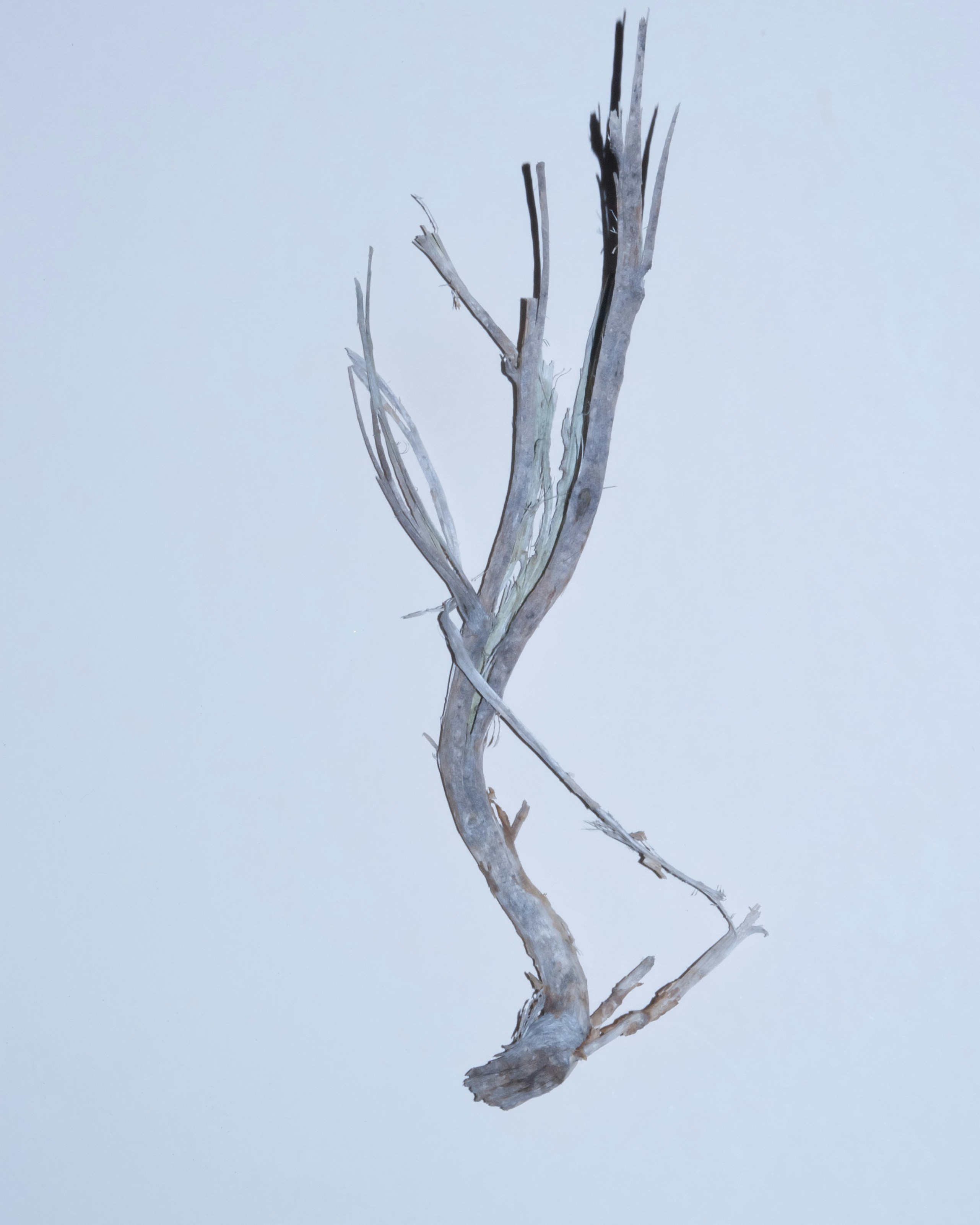 Gray tree branch photo – Free Grey Image on Unsplash