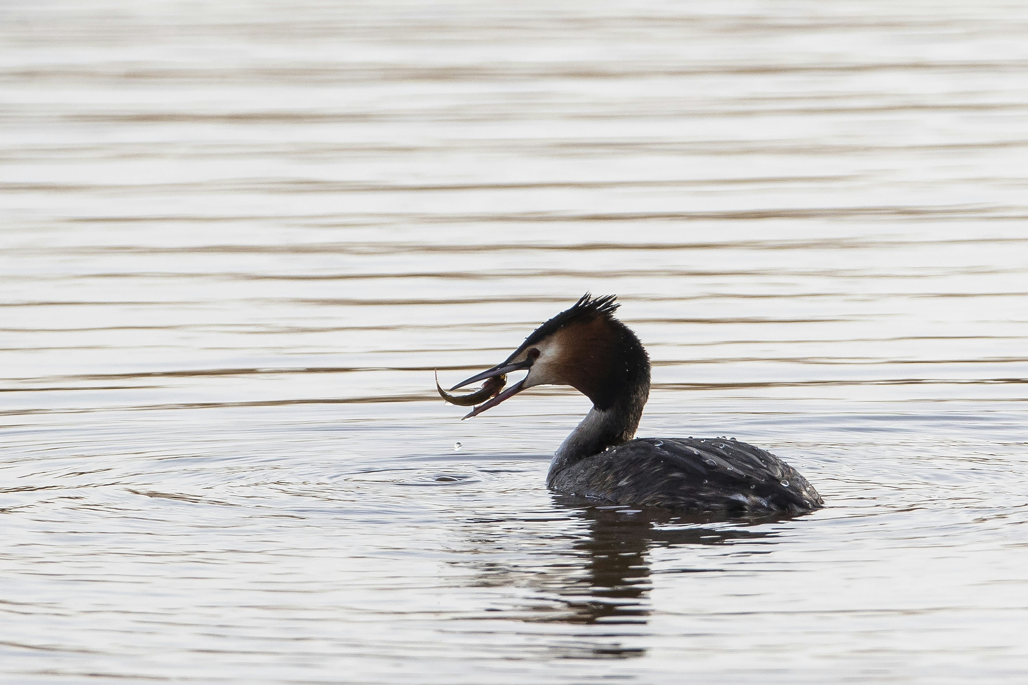 Grebe with a fish in its beak on a rippling lake surface.