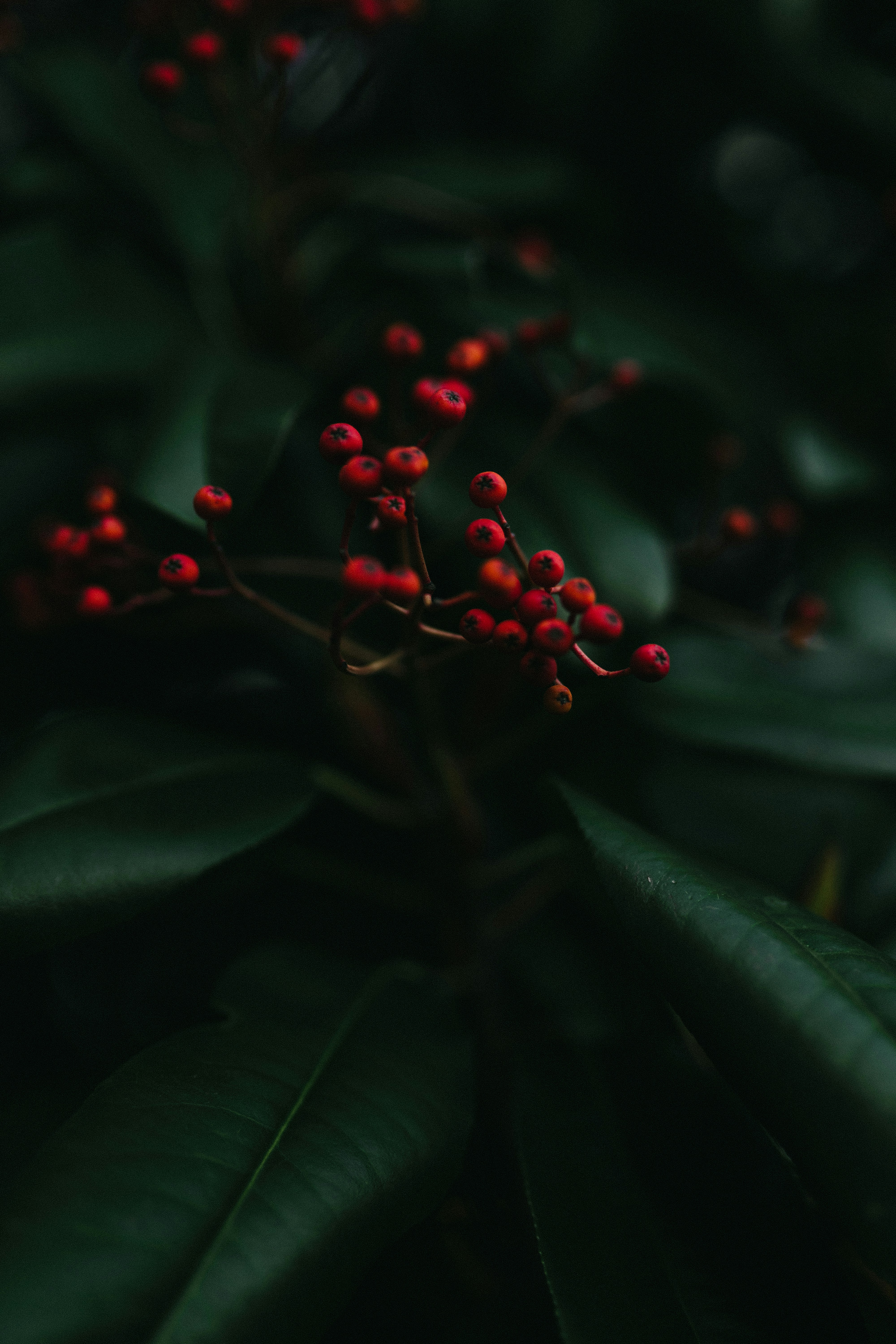 Crimson Orbs in a Shadowed Leafscape