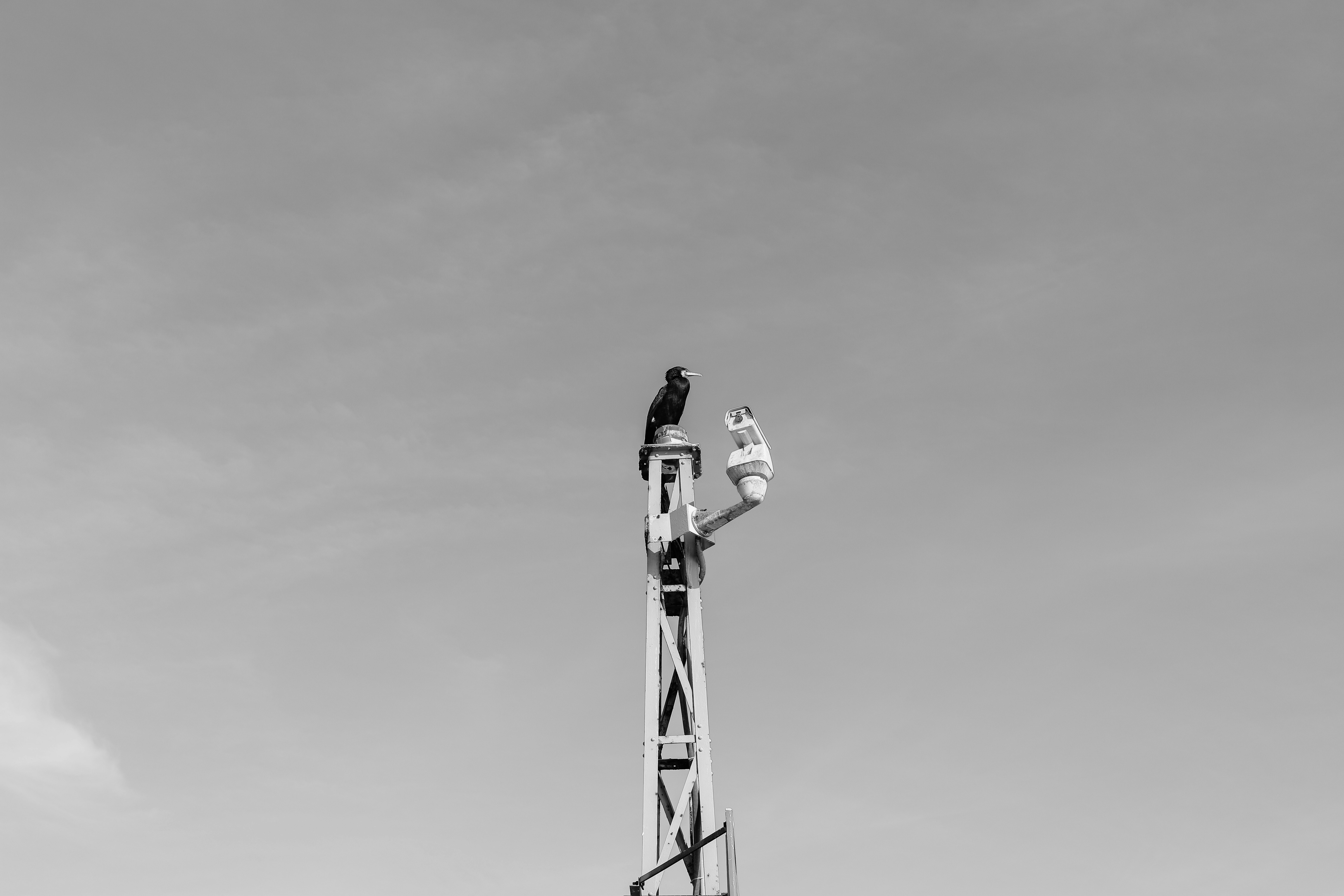 A crow perched atop a tall pole, surveying its surroundings under a cloudy sky.