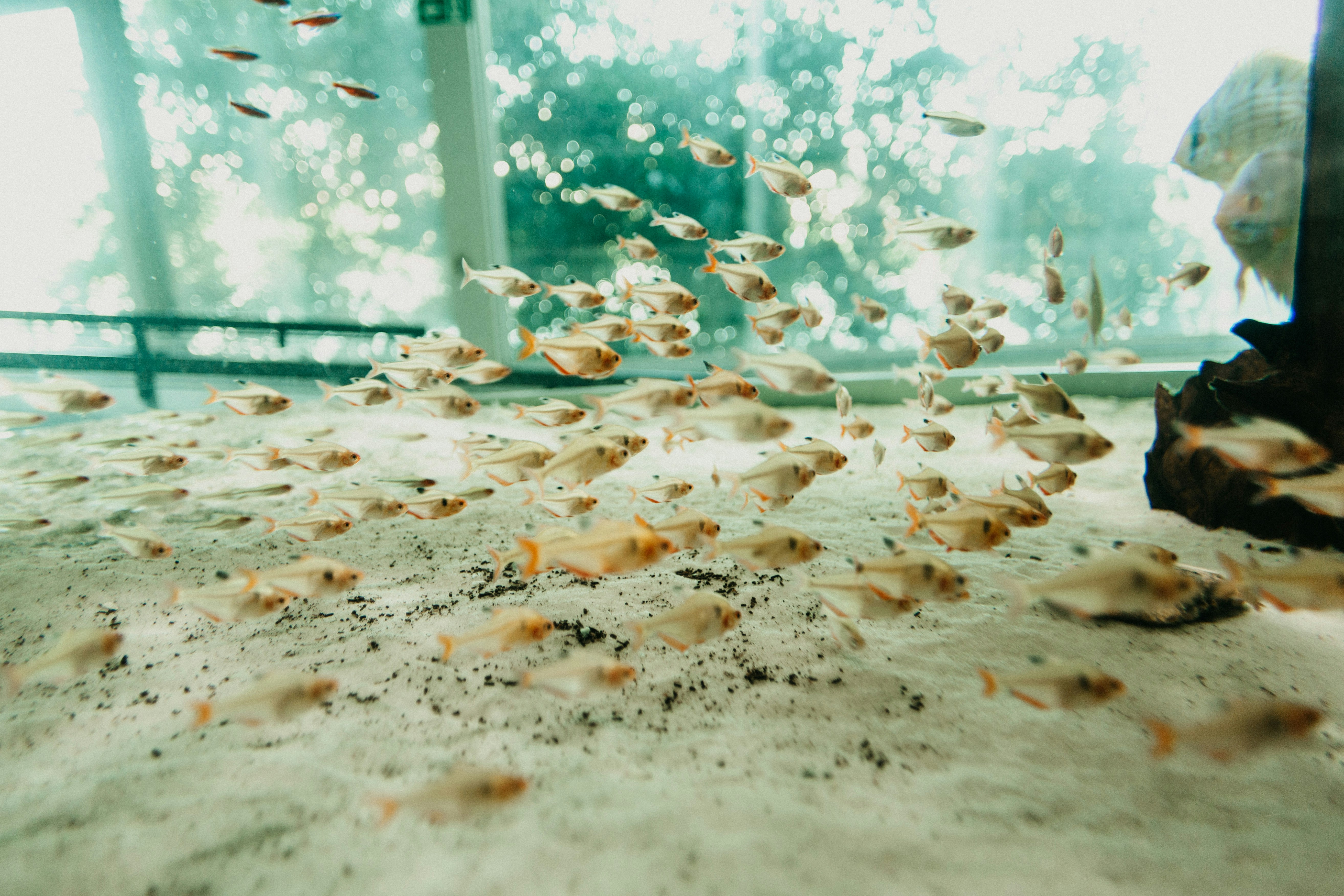 Amber Shoal in Motion: Tiny Fish Thread Across a Sunlit Aquarium Floor