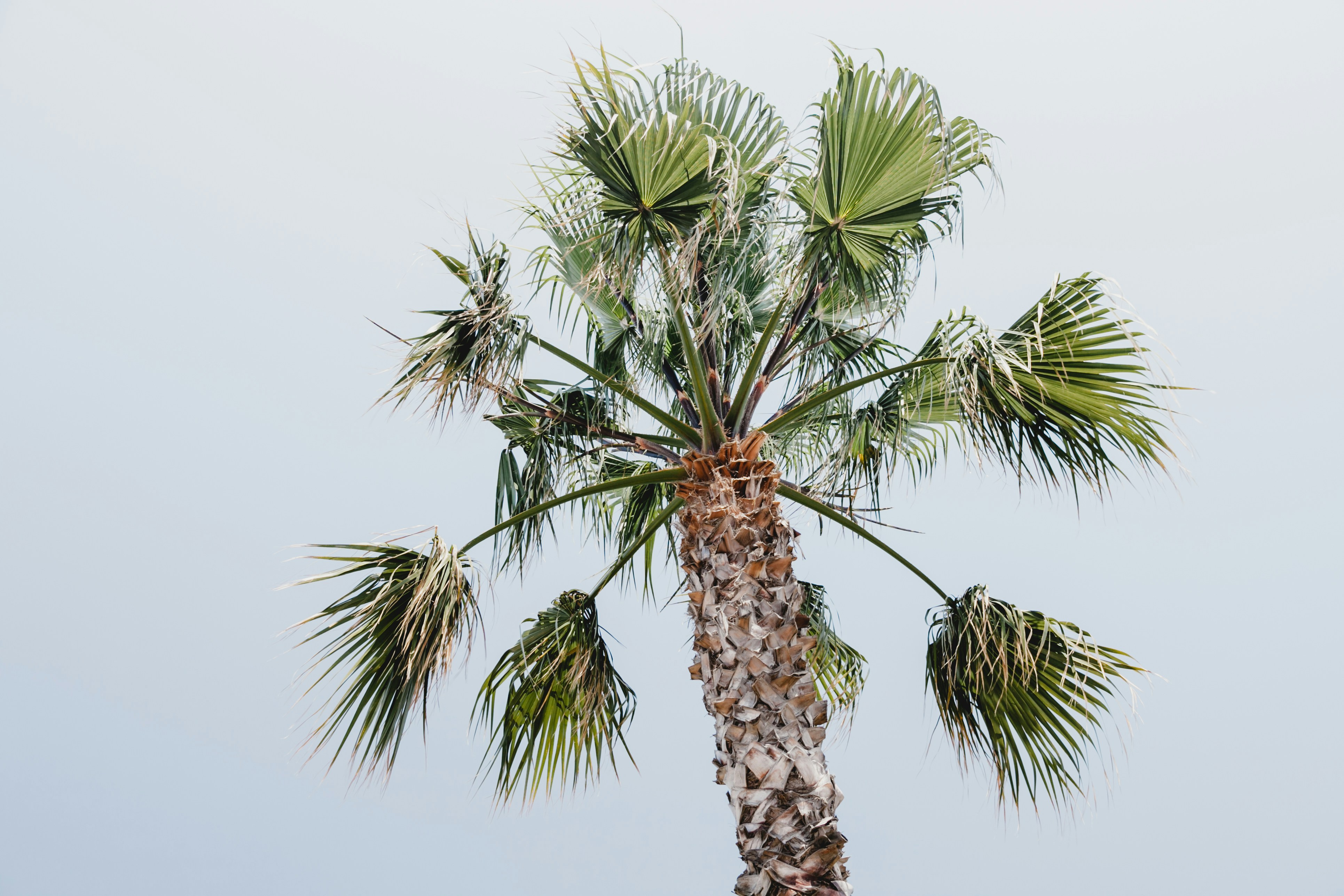 Palm Crown Against a Quiet Azure Sky