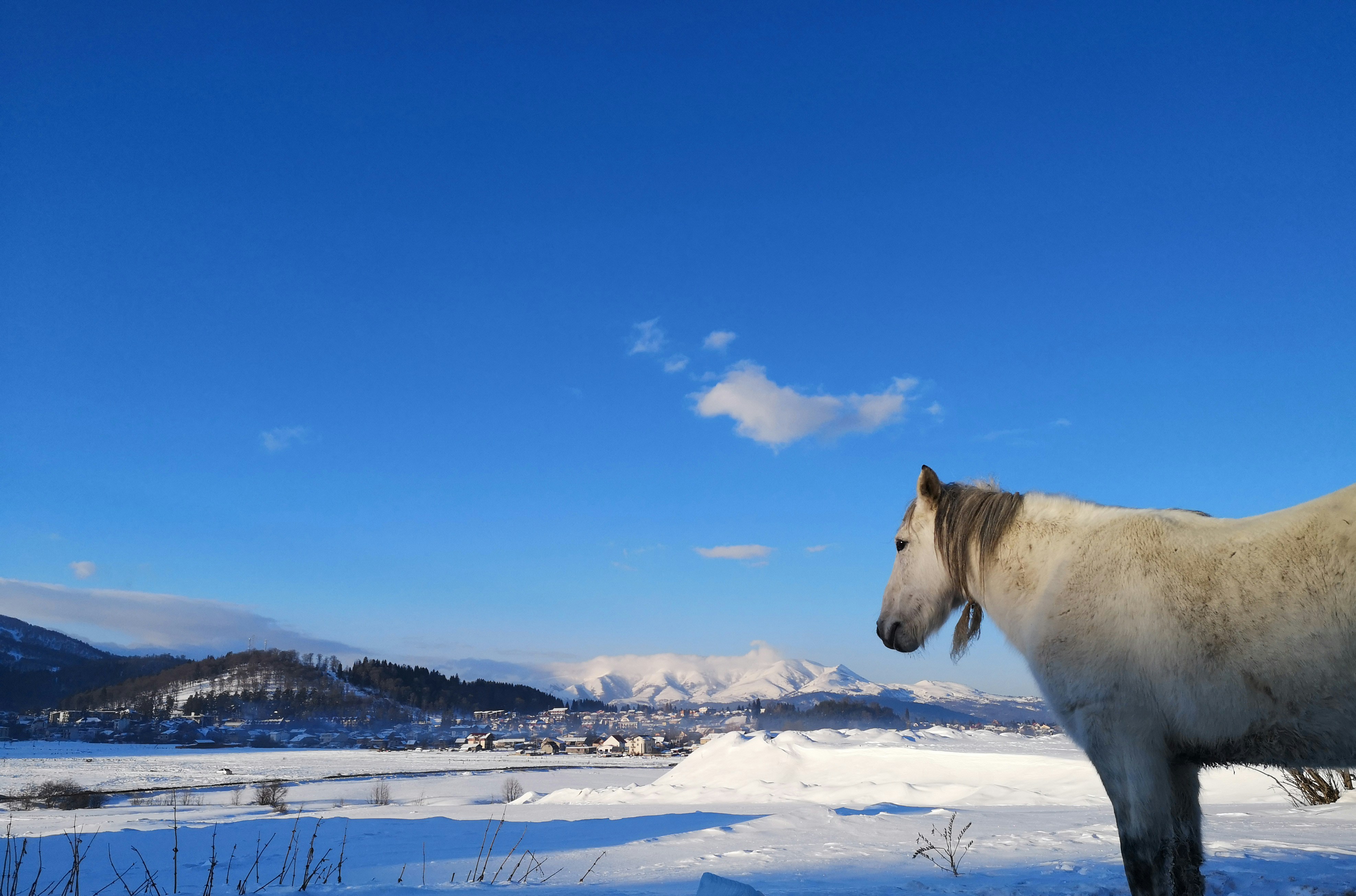 A photograph captures a white horse in a snow-covered field with distant mountains under a bright blue sky.