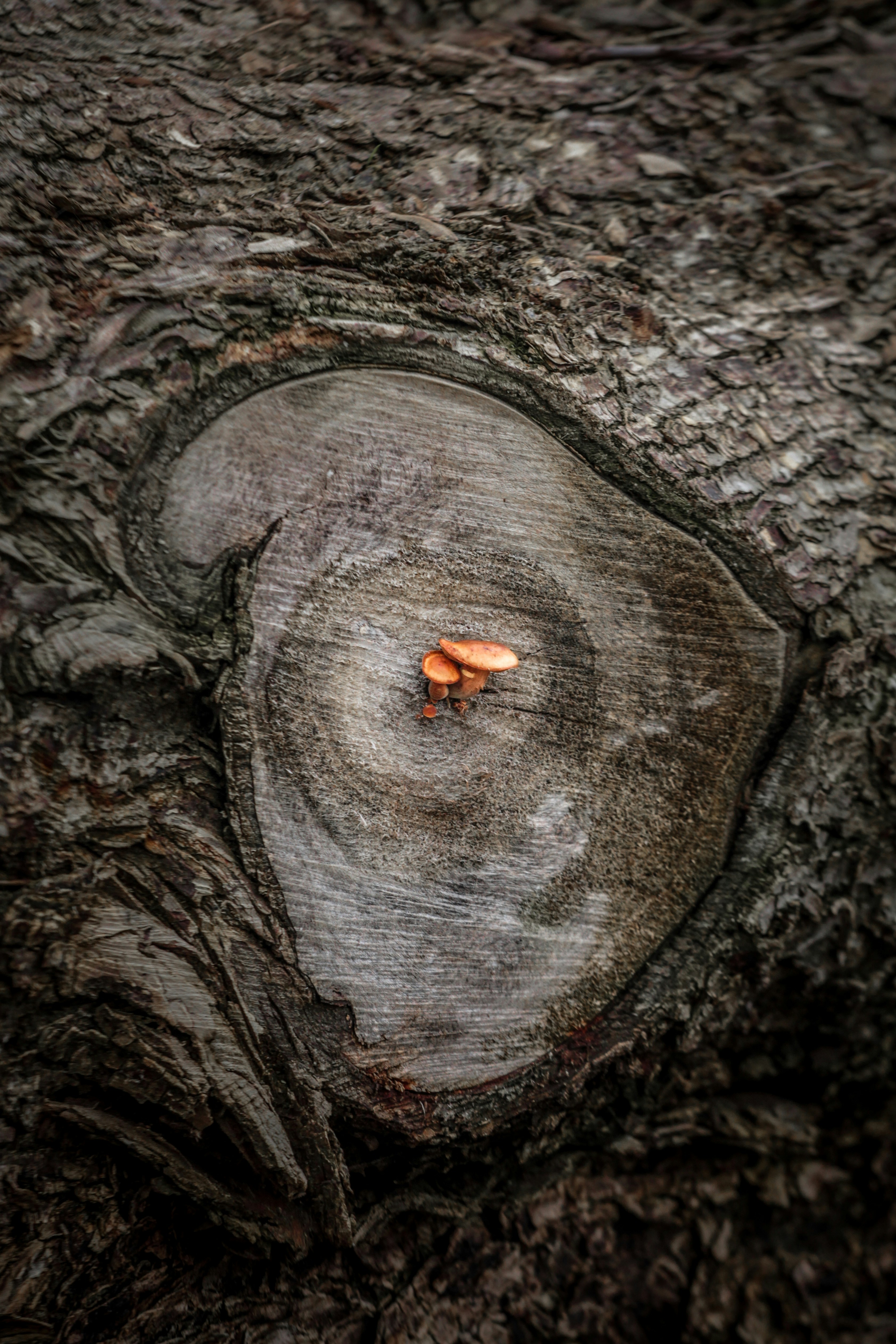 Center Stage on a Tree Ring: A Tiny Orange Fungus Emerges