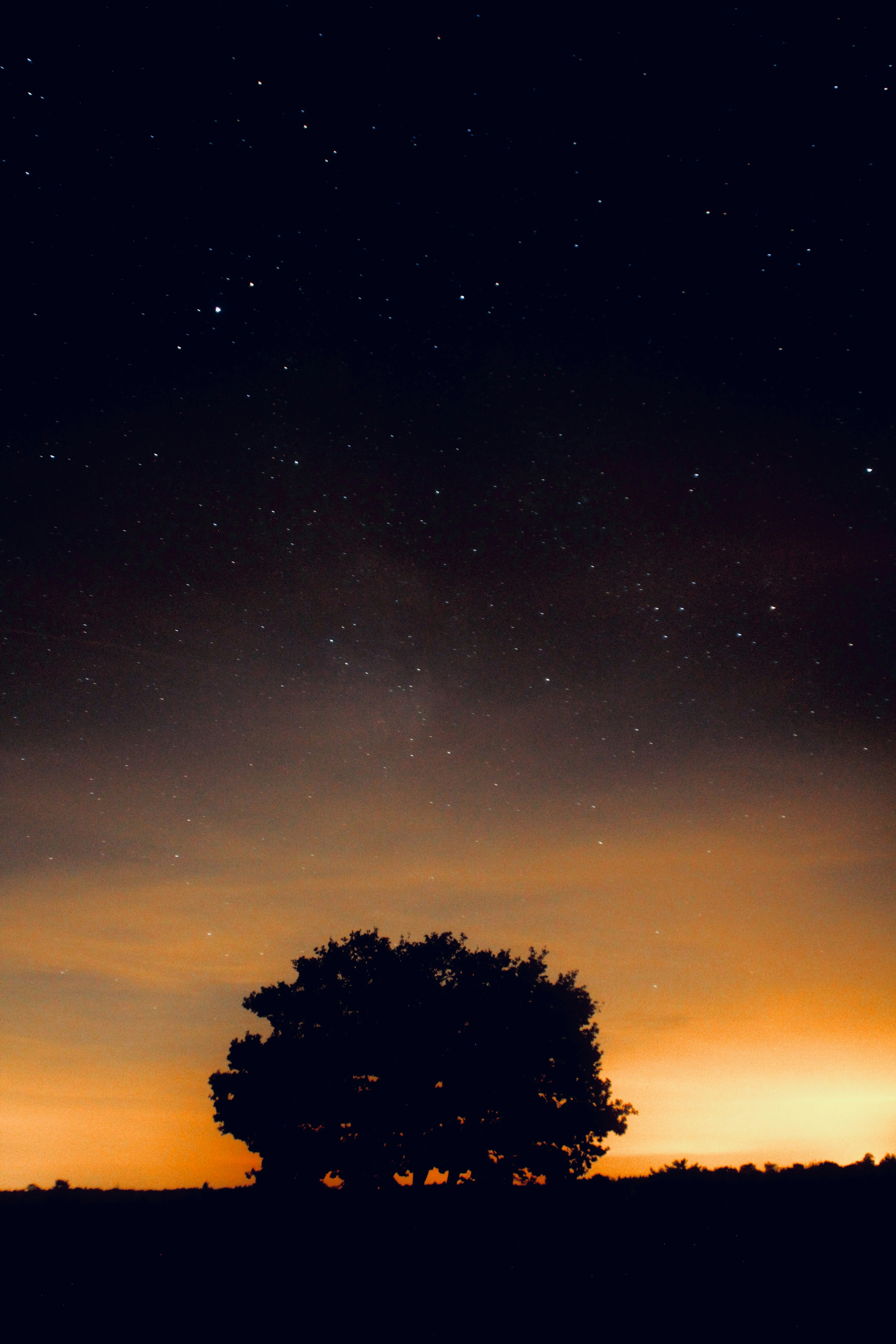 A solitary tree stands against a twilight sky filled with stars, casting a dark silhouette as the horizon glows with soft orange hues.