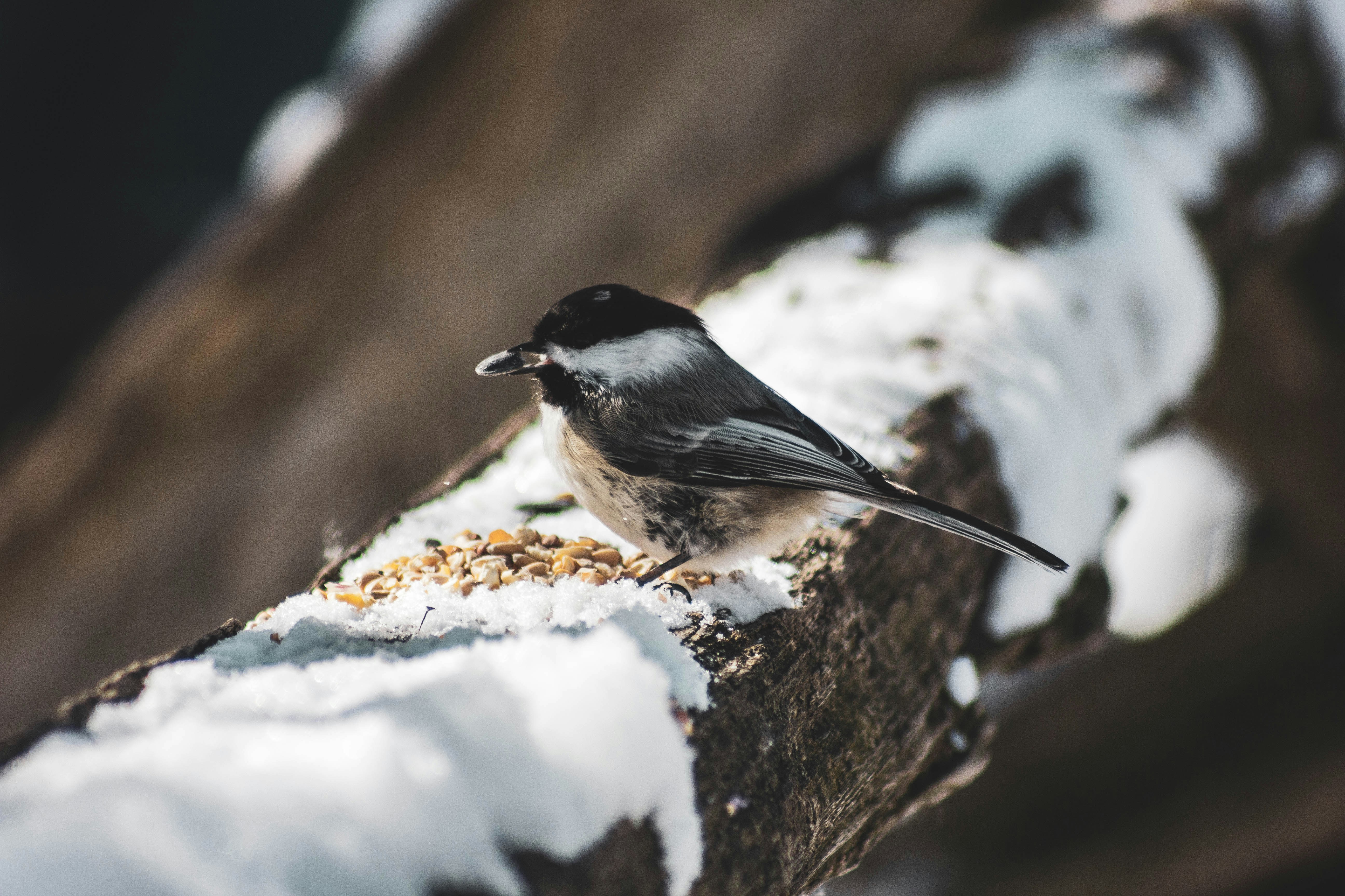 Winter Perch: A Black-Capped Songbird on a Snow-Dusted Log