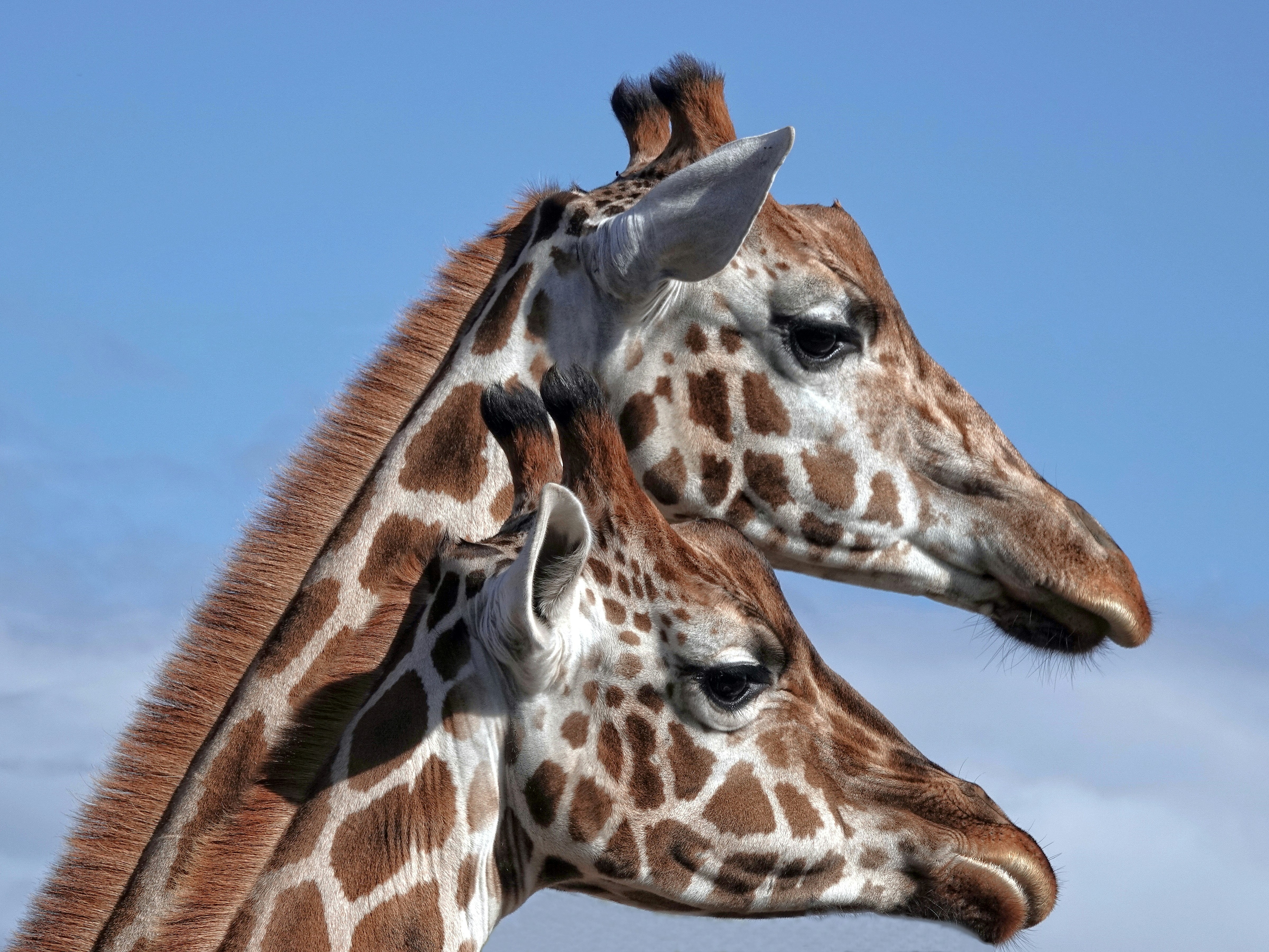 Two brown-and-gray giraffes under blue sky photo – Free Animal Image on ...