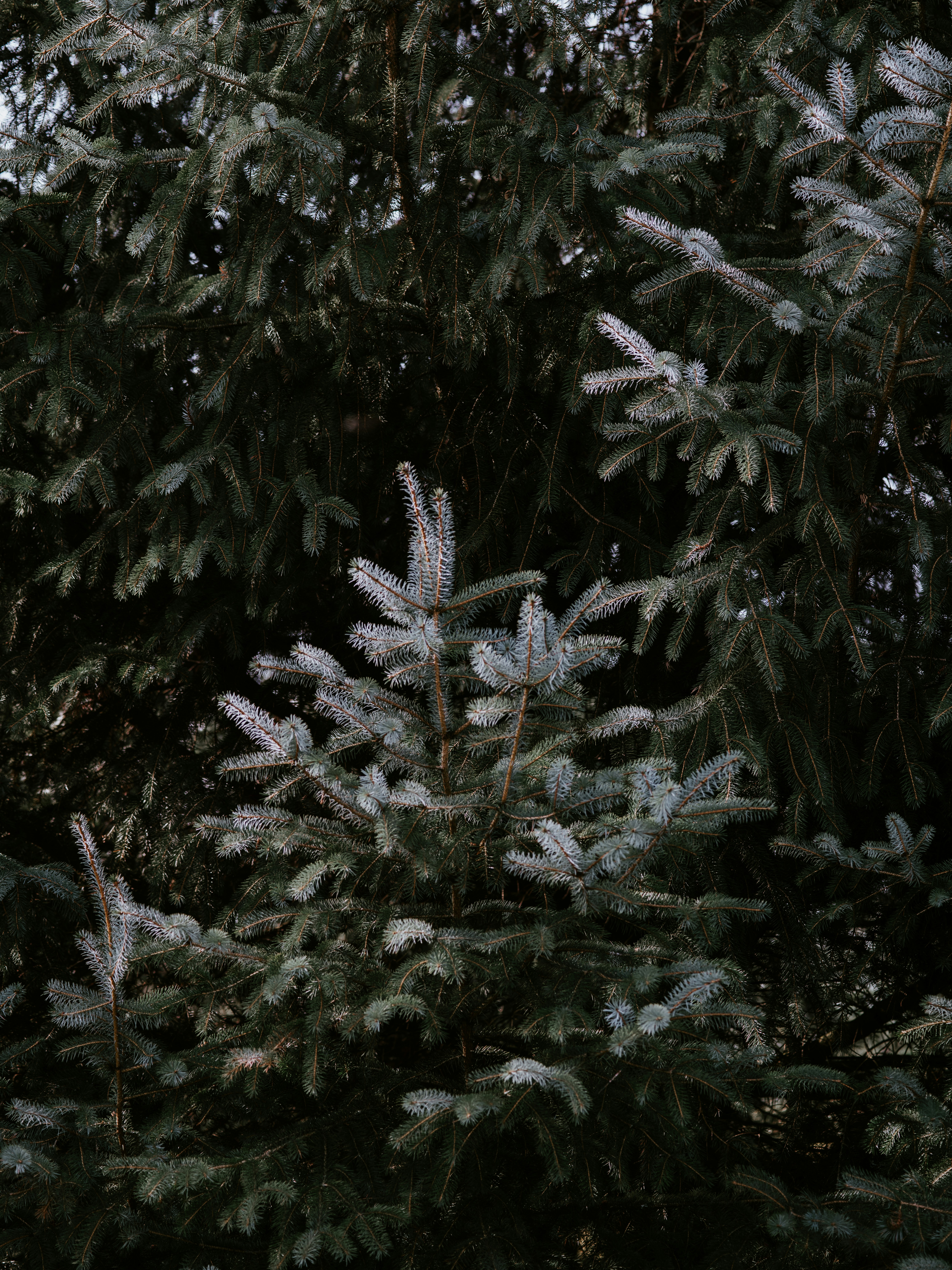 Green and gray leaf trees photo – Free Grey Image on Unsplash
