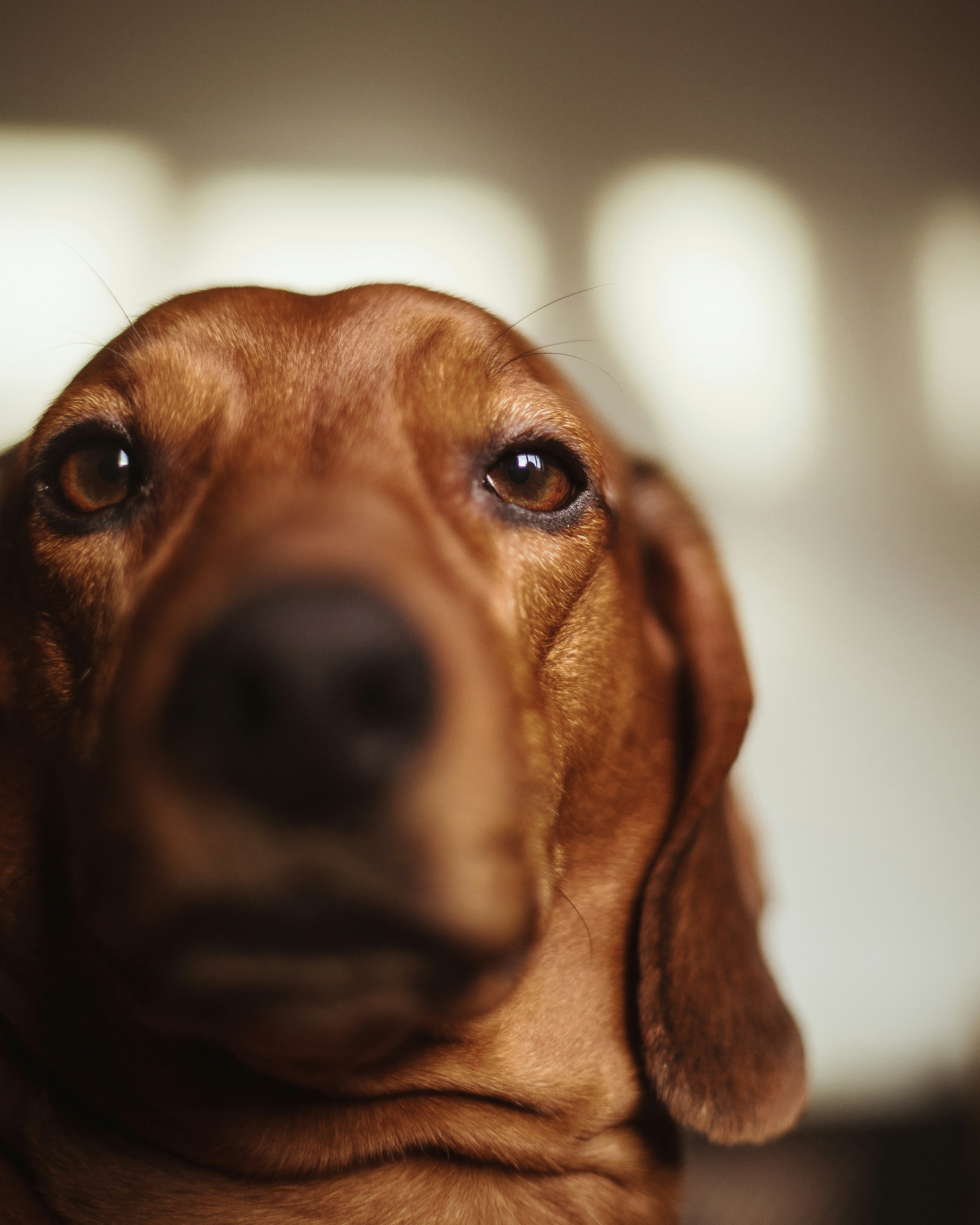 Hound Pictures | Download Free Images on Unsplash