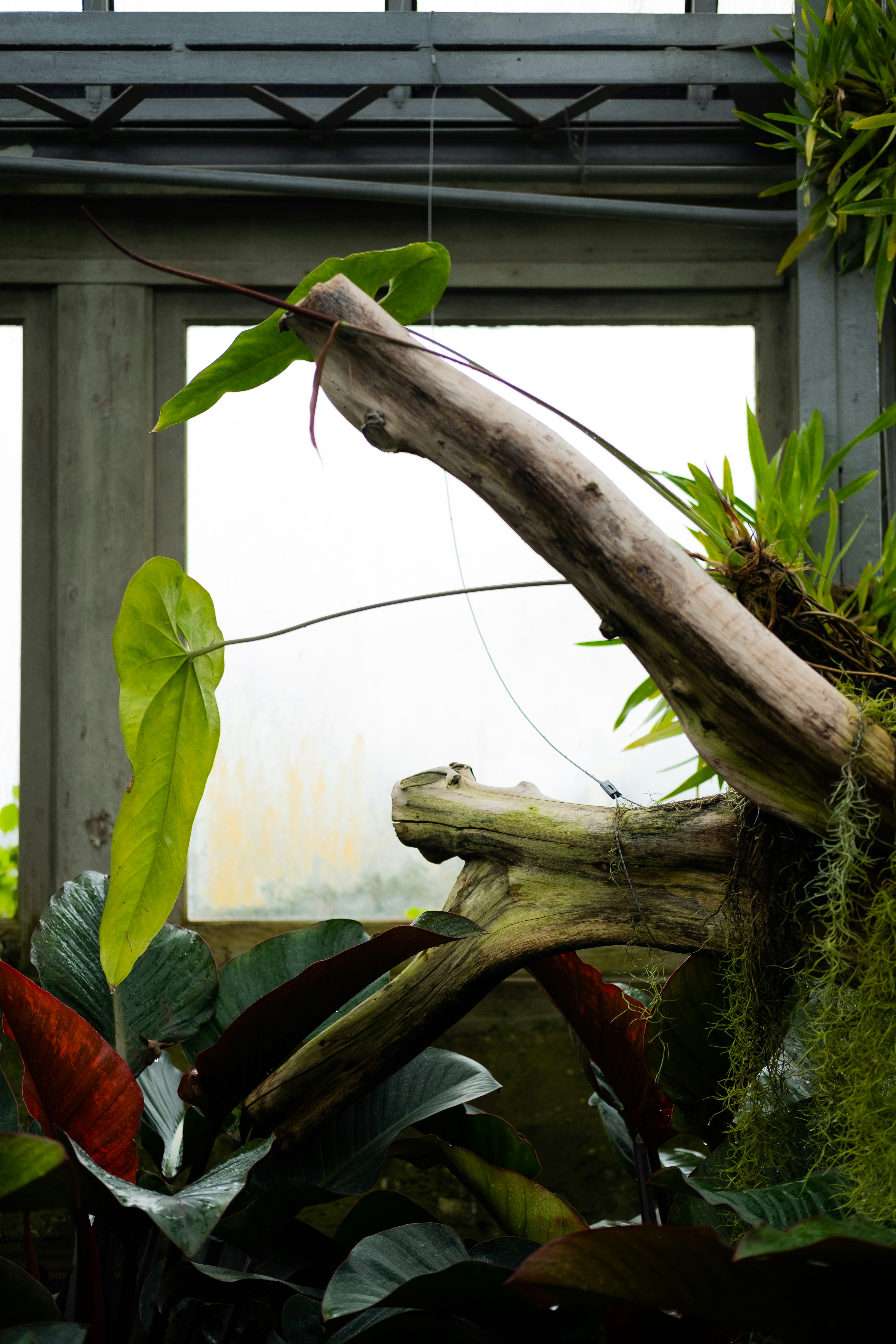 Driftwood Within Glass: A greenhouse of tangled greens