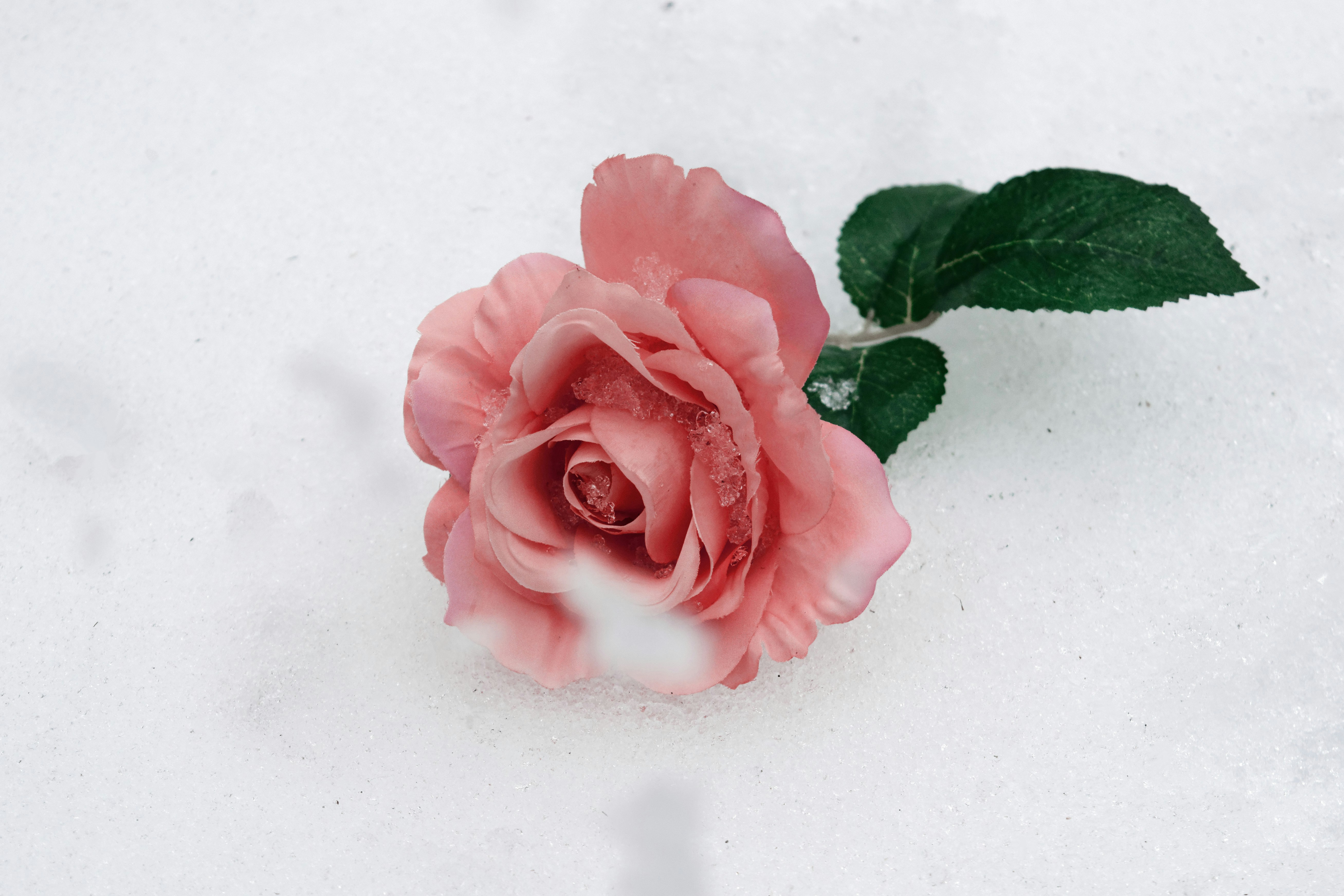 Blush on Snow: The Rose’s Quiet Defiance