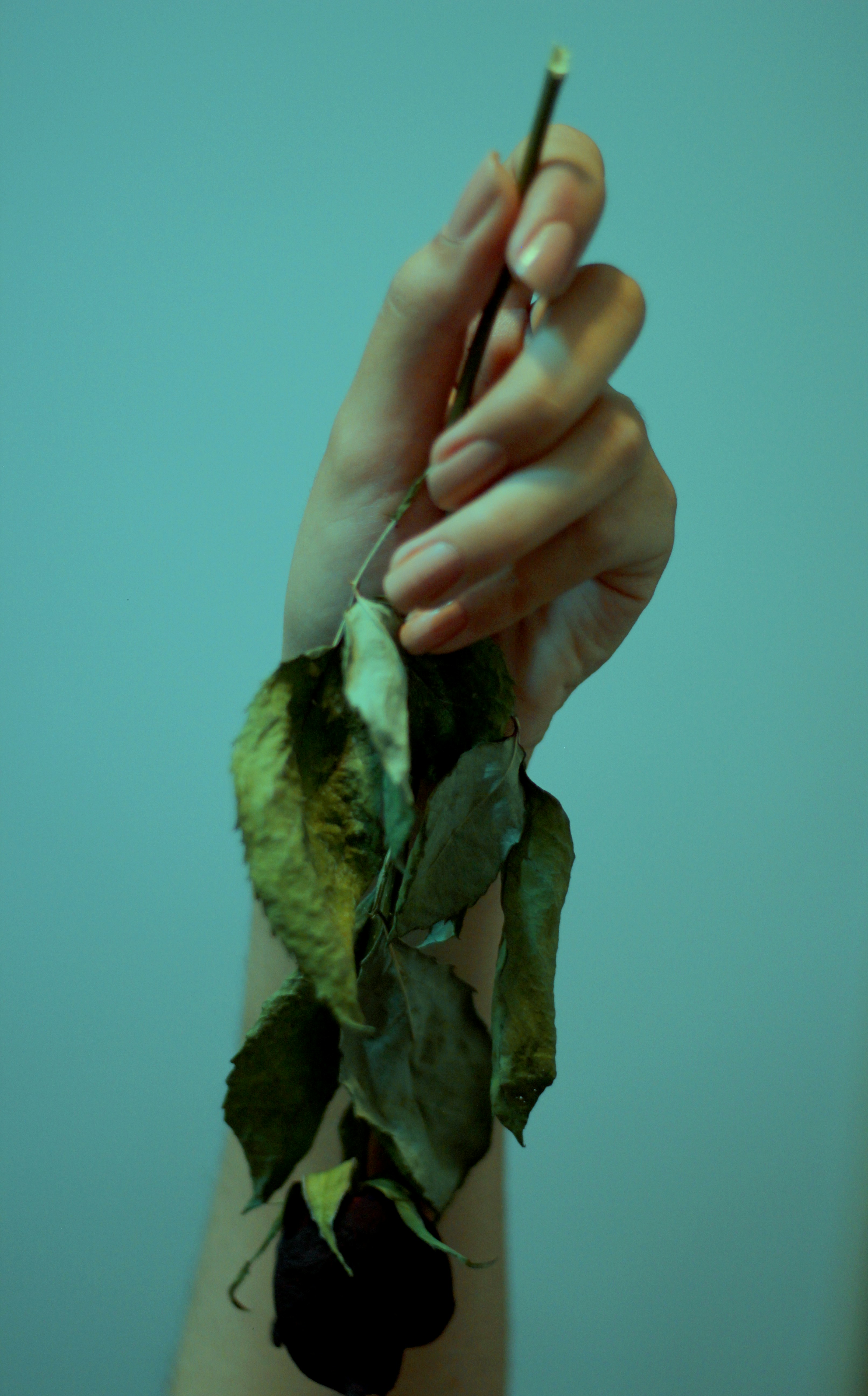 Bound Leaves, A Pencil’s Grip: An Intimate Portrait in Teal