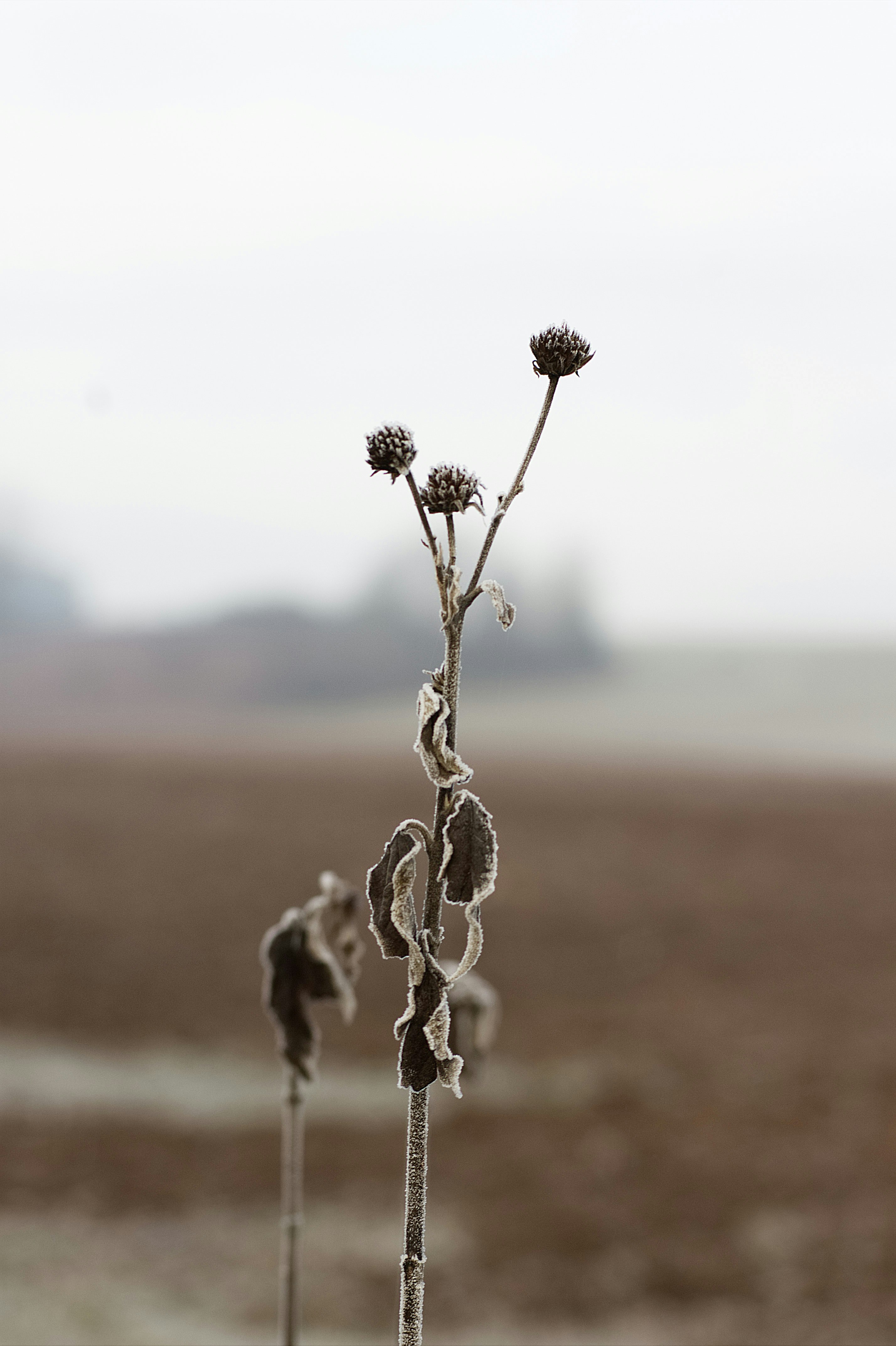 Frost-Kissed Seedheads: Quiet Strength in a Frosty Field